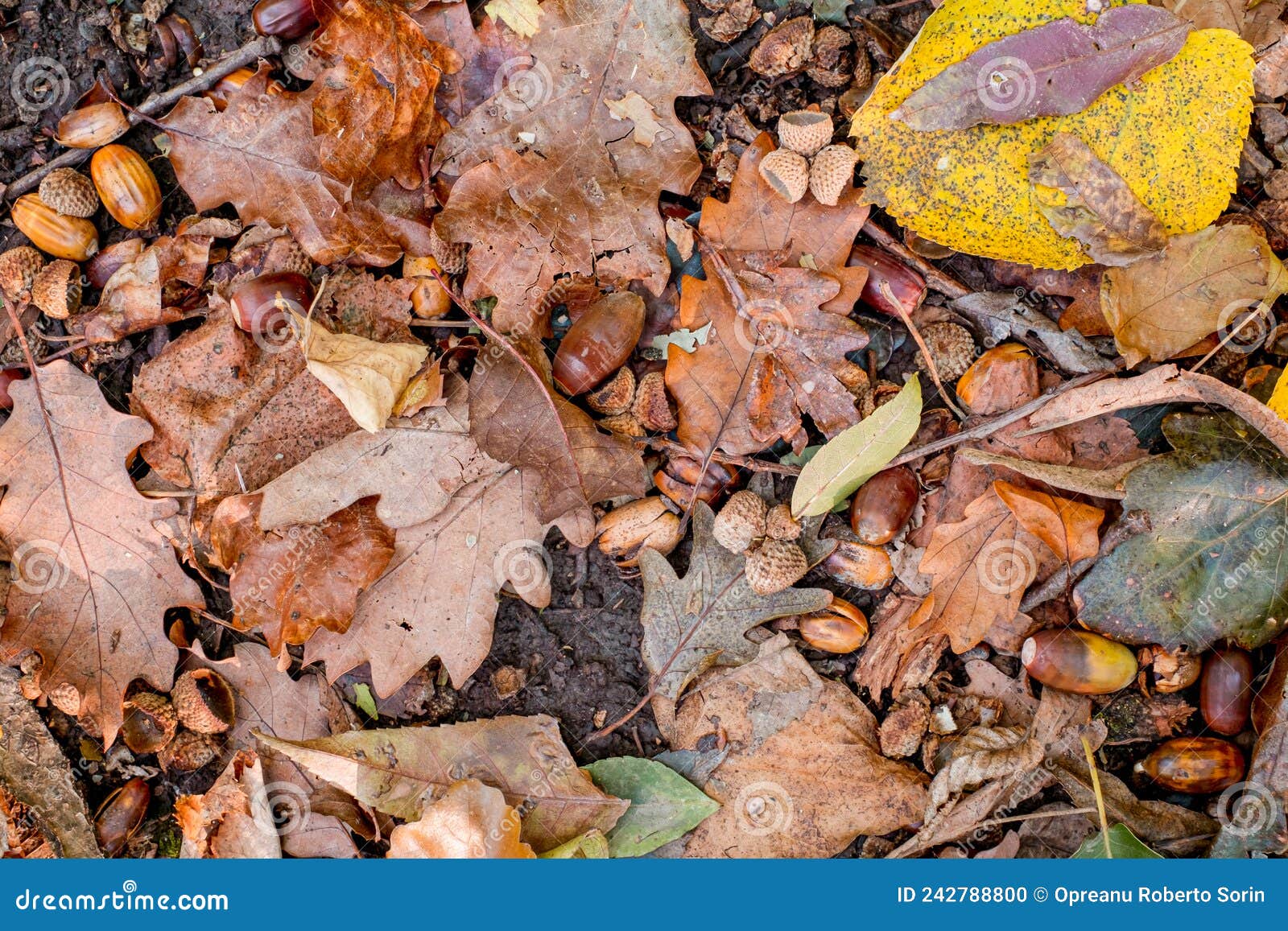 Autumn Leaves on Forest Floor Stock Photo - Image of autumn, brown ...