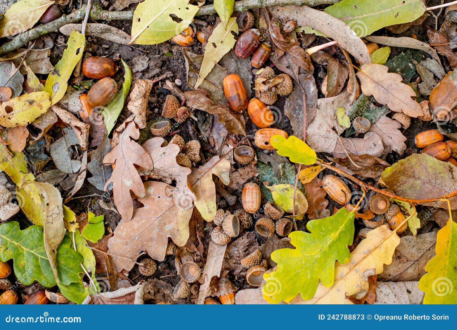 Autumn Leaves on Forest Floor Stock Image - Image of bright, botanical ...