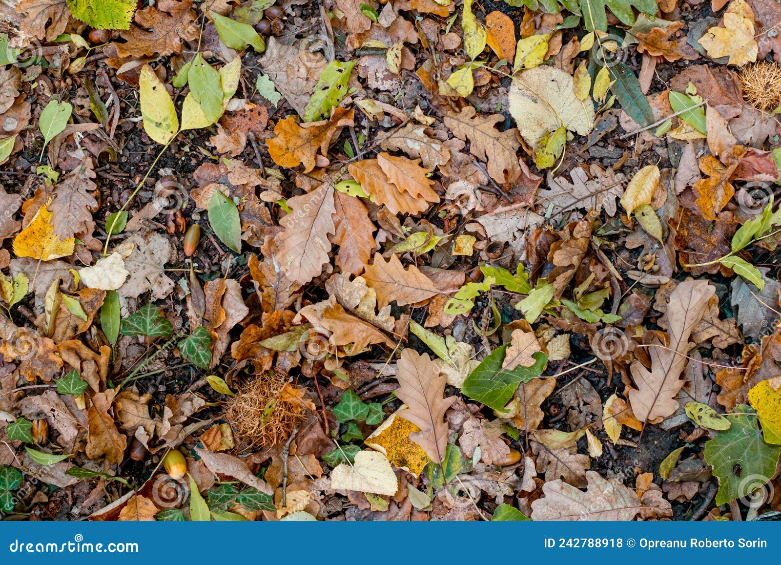 Autumn Leaves on Forest Floor Stock Photo - Image of ground, maple ...