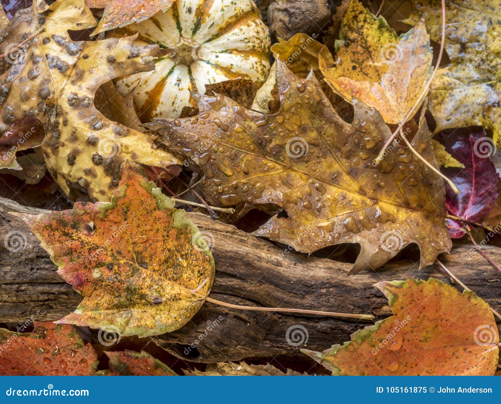 Autumn leaves forest floor stock image. Image of orange - 105161875