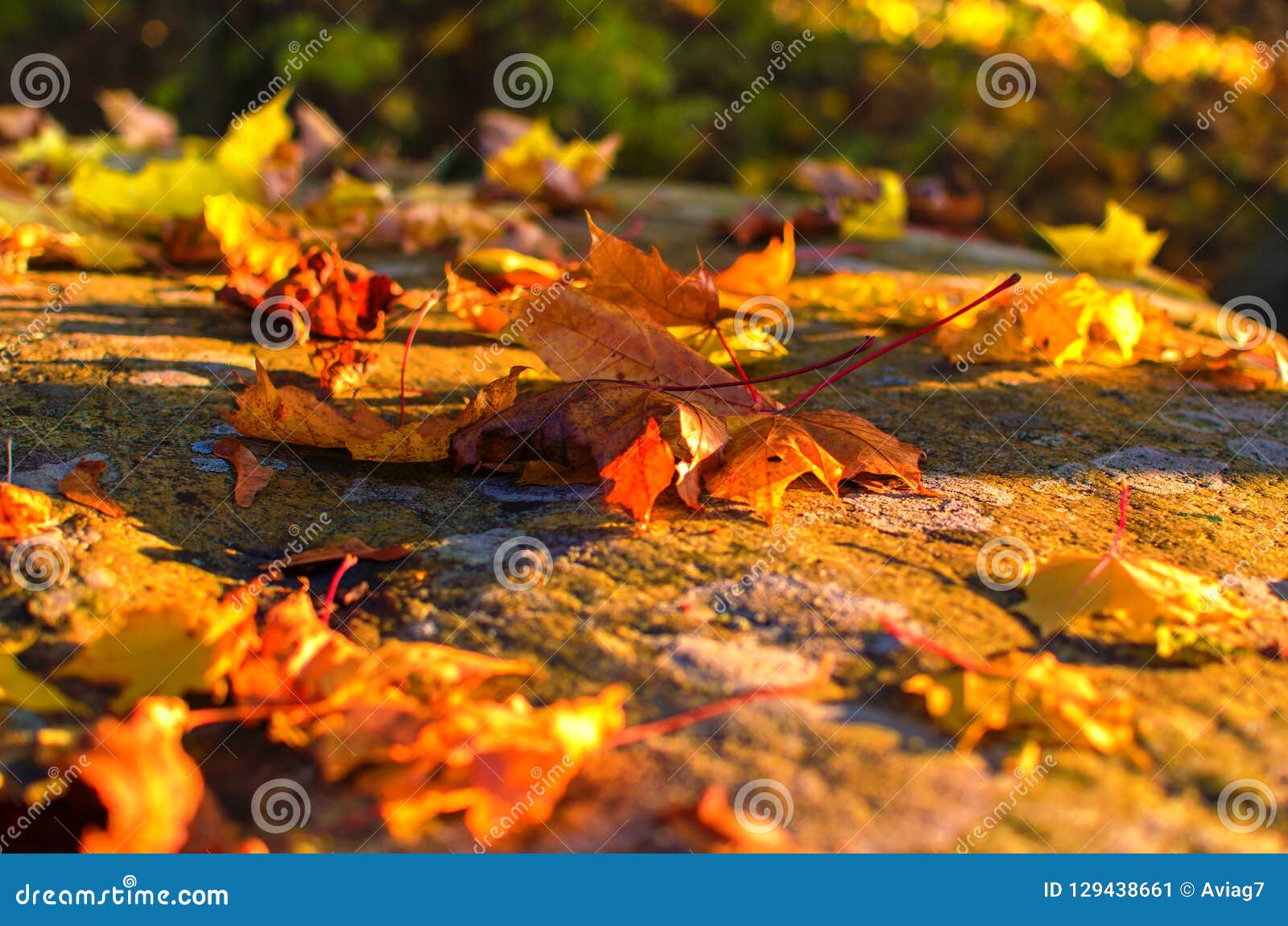 Autumn Leaves on the Forest Floor in Sunlight Stock Image - Image of ...