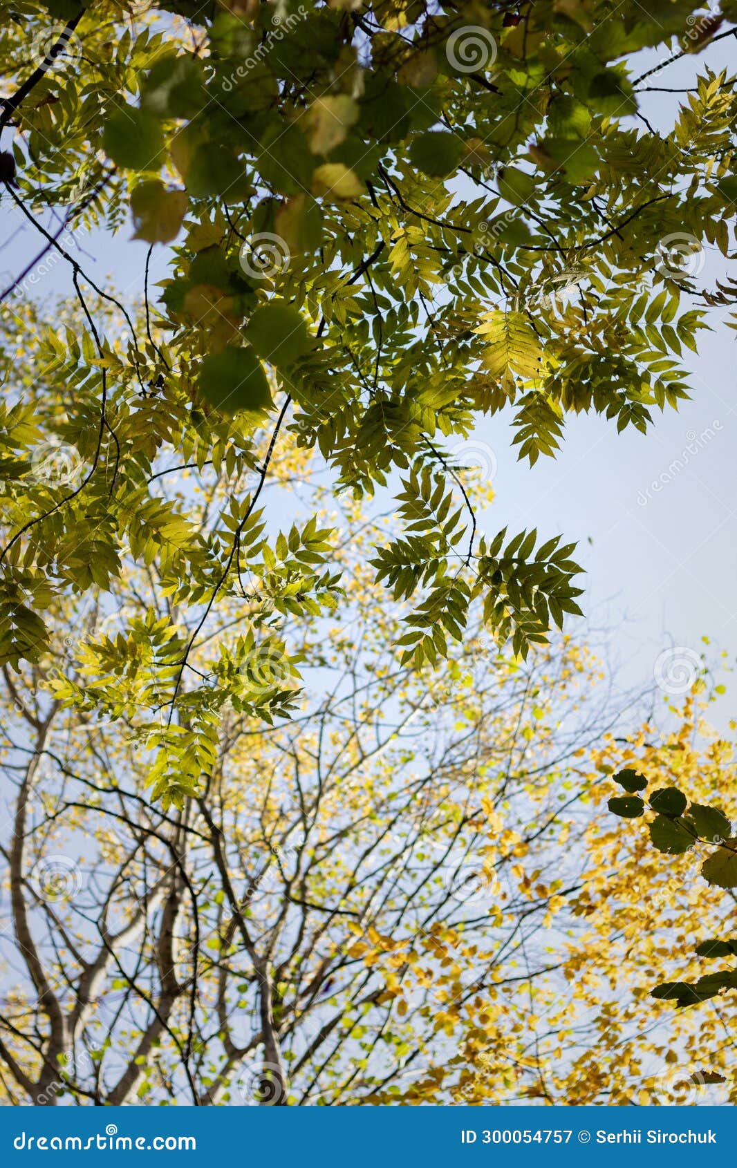 Autumn Leaves in the Forest. Autumn Leaves on a Tree Stock Image ...