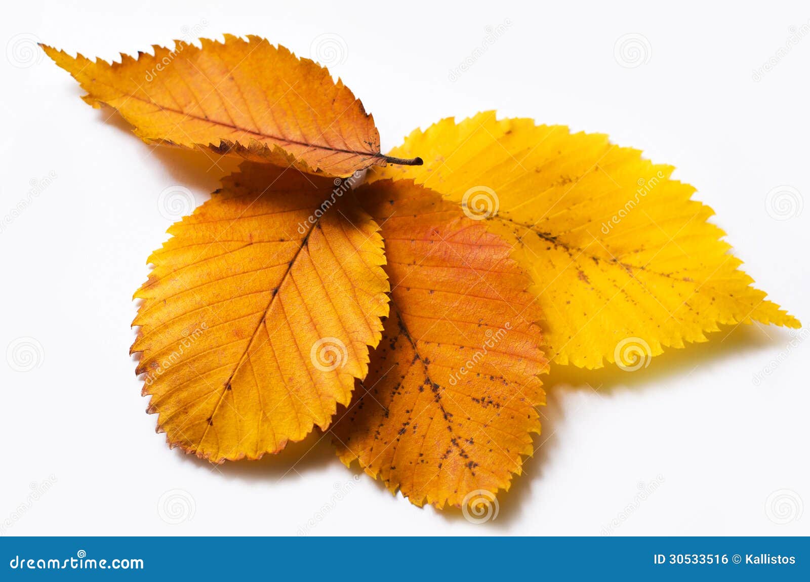Autumn leaves stock photo. Image of leaf, maple, arrangement - 30533516