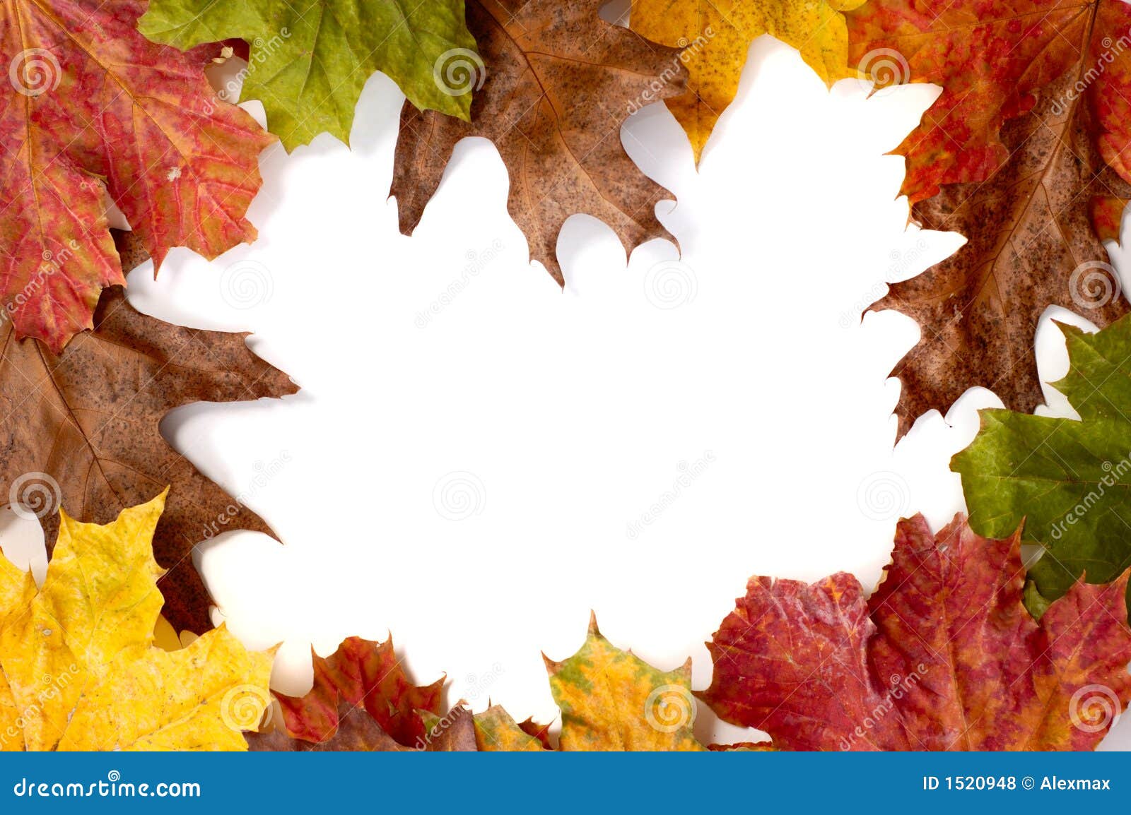 Autumn Leaves Frame stock photo. Image of frame, leaf - 1520948