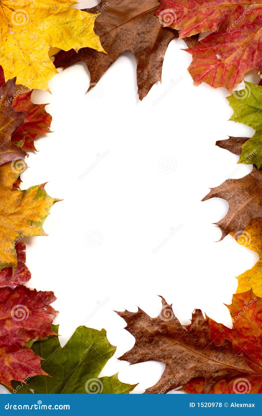 Autumn Leaves Frame stock photo. Image of nature, fall - 1520978
