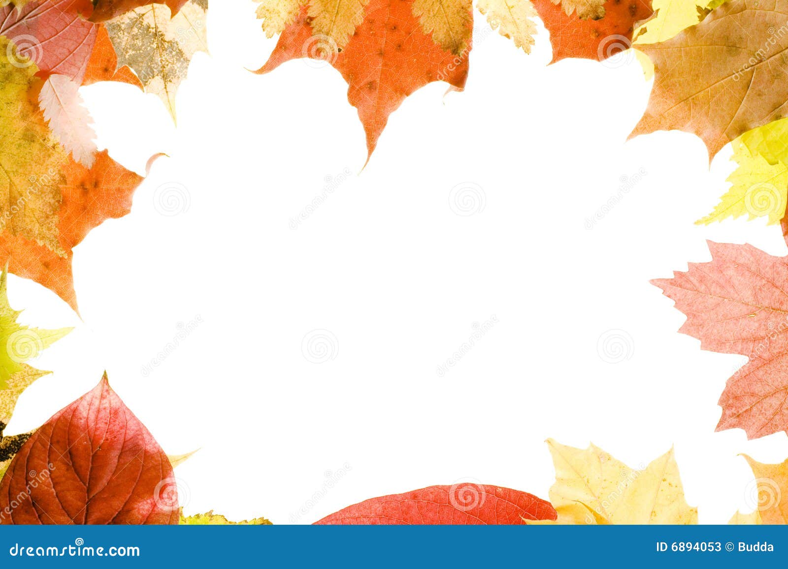Autumn Leaves frame stock image. Image of botany, maple - 6894053