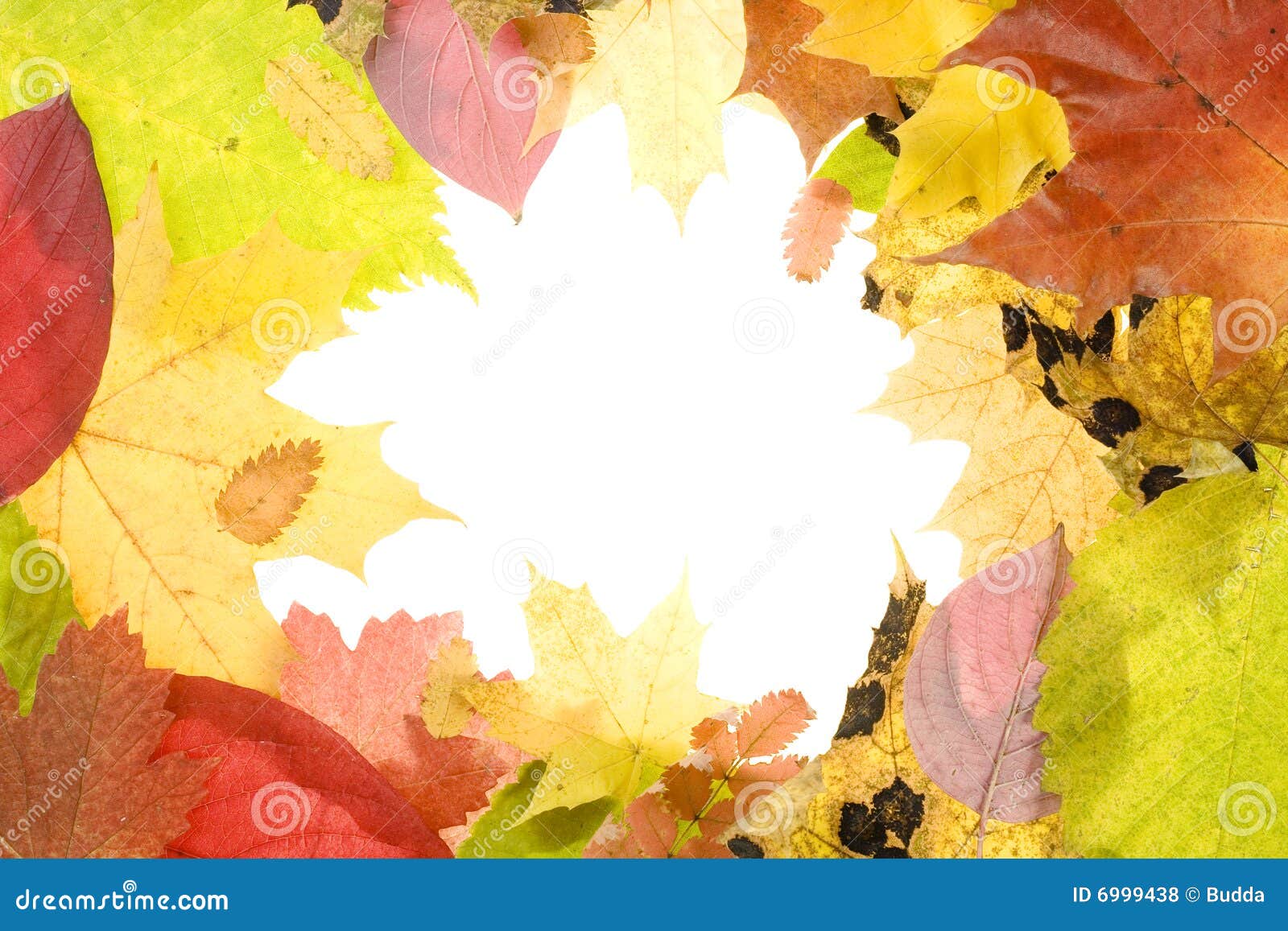 Autumn Leaves Frame stock photo. Image of organic, botany - 6999438