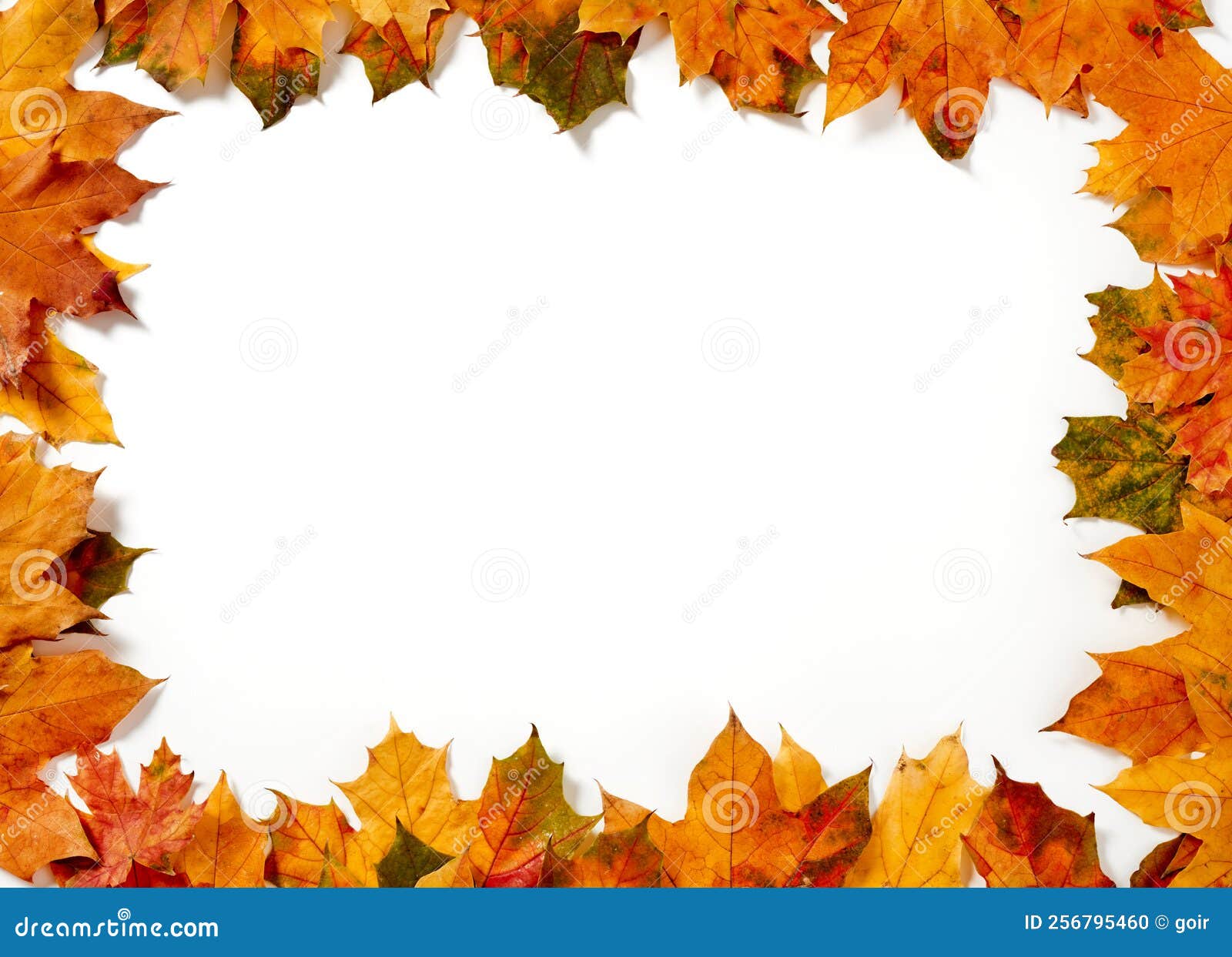 Autumn leaves frame stock photo. Image of colored, celebration - 256795460