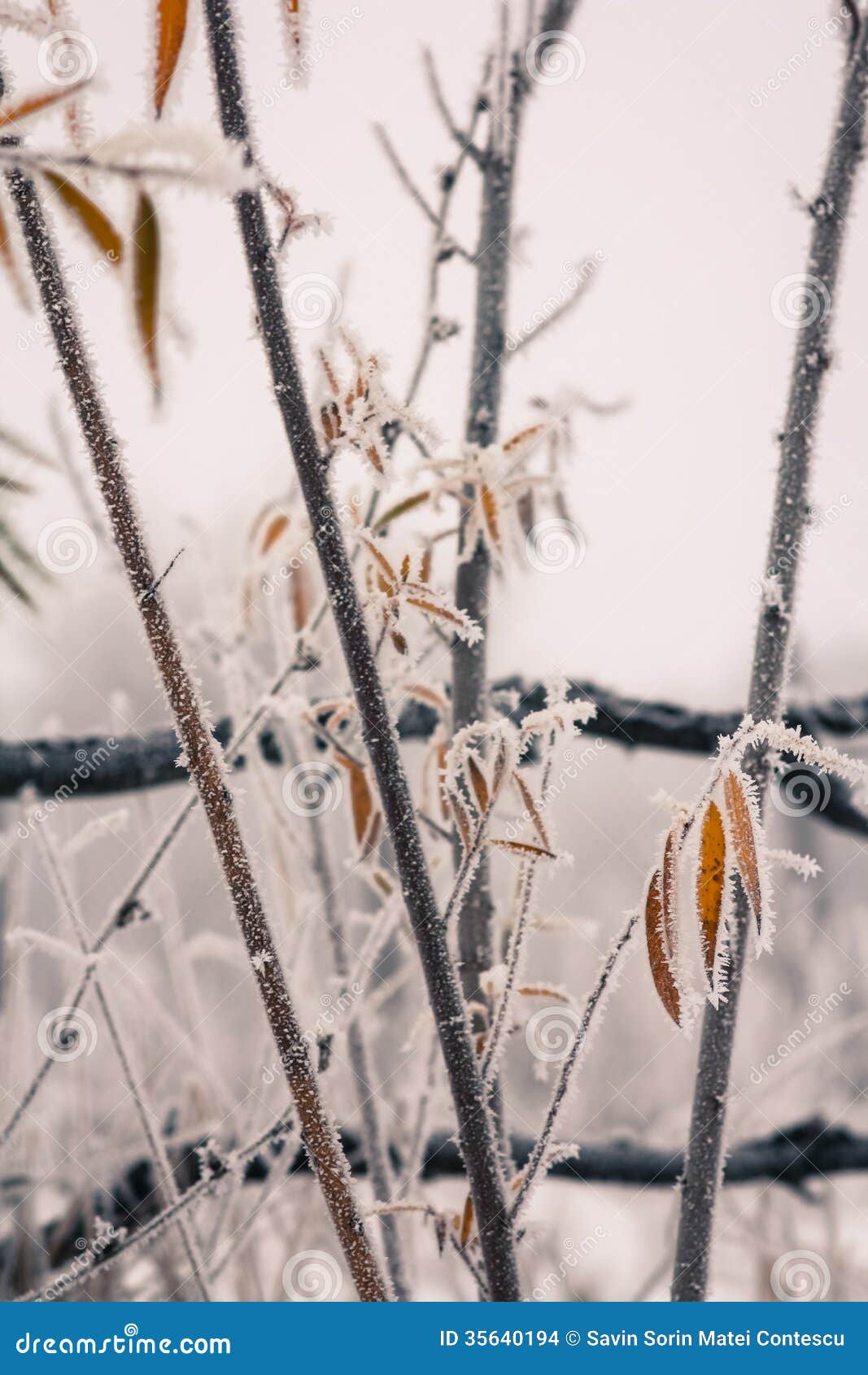 Autumn Leaves and Freezing Fog Stock Photo - Image of flower, december ...