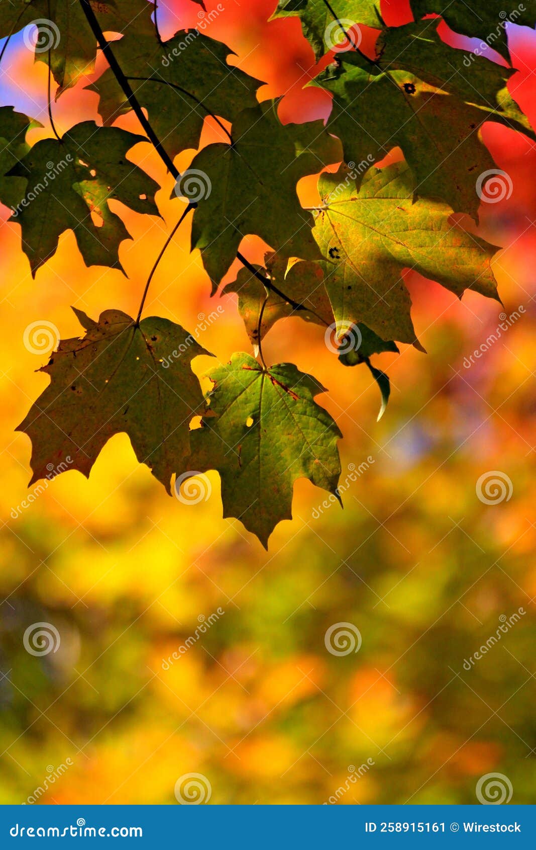 Leaves in Front of a Bright Colorful Leaves Background Stock Image ...