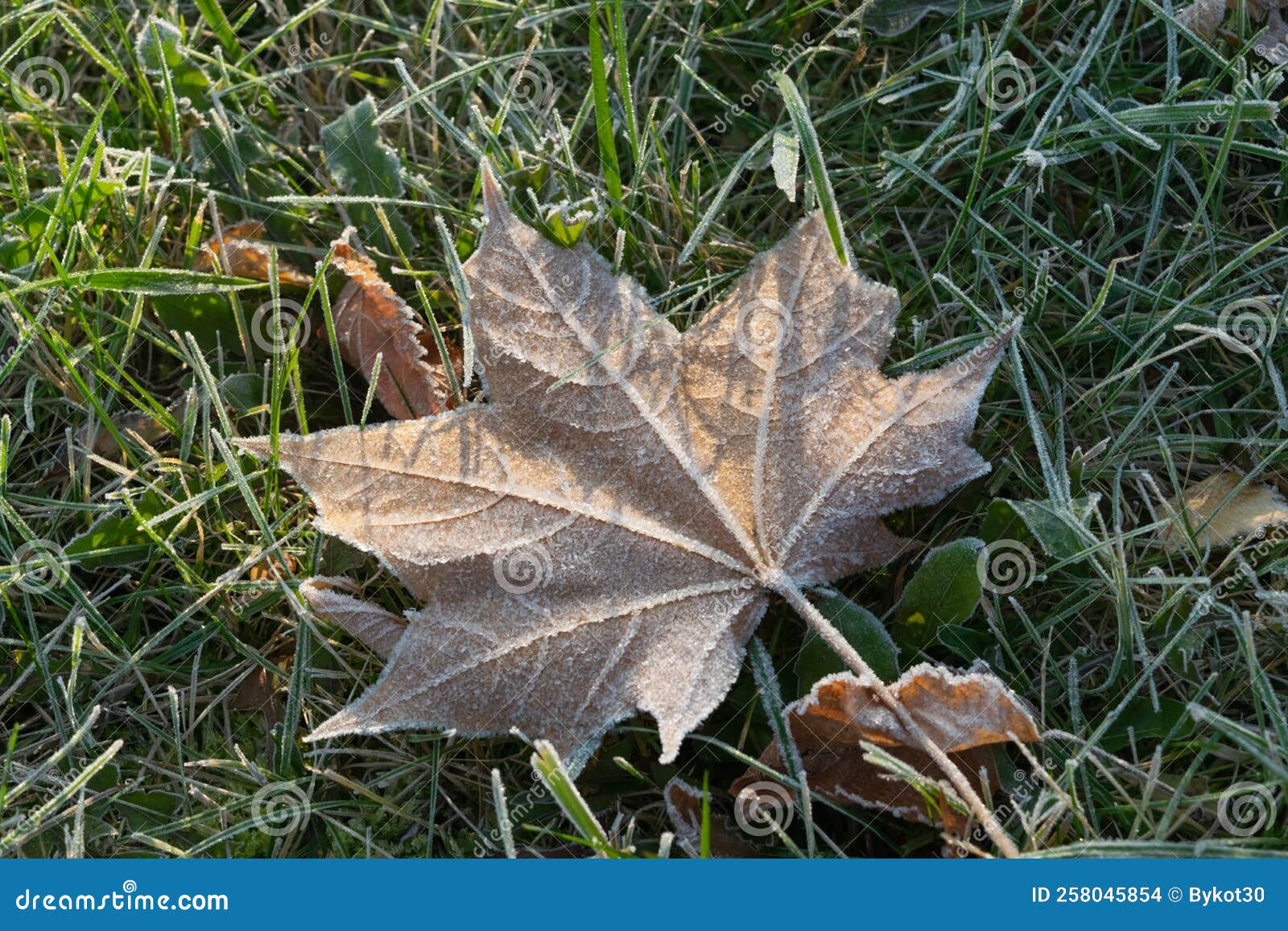 Fallen Maple Leaf Covered with Frost. Autumn Background Stock Photo ...