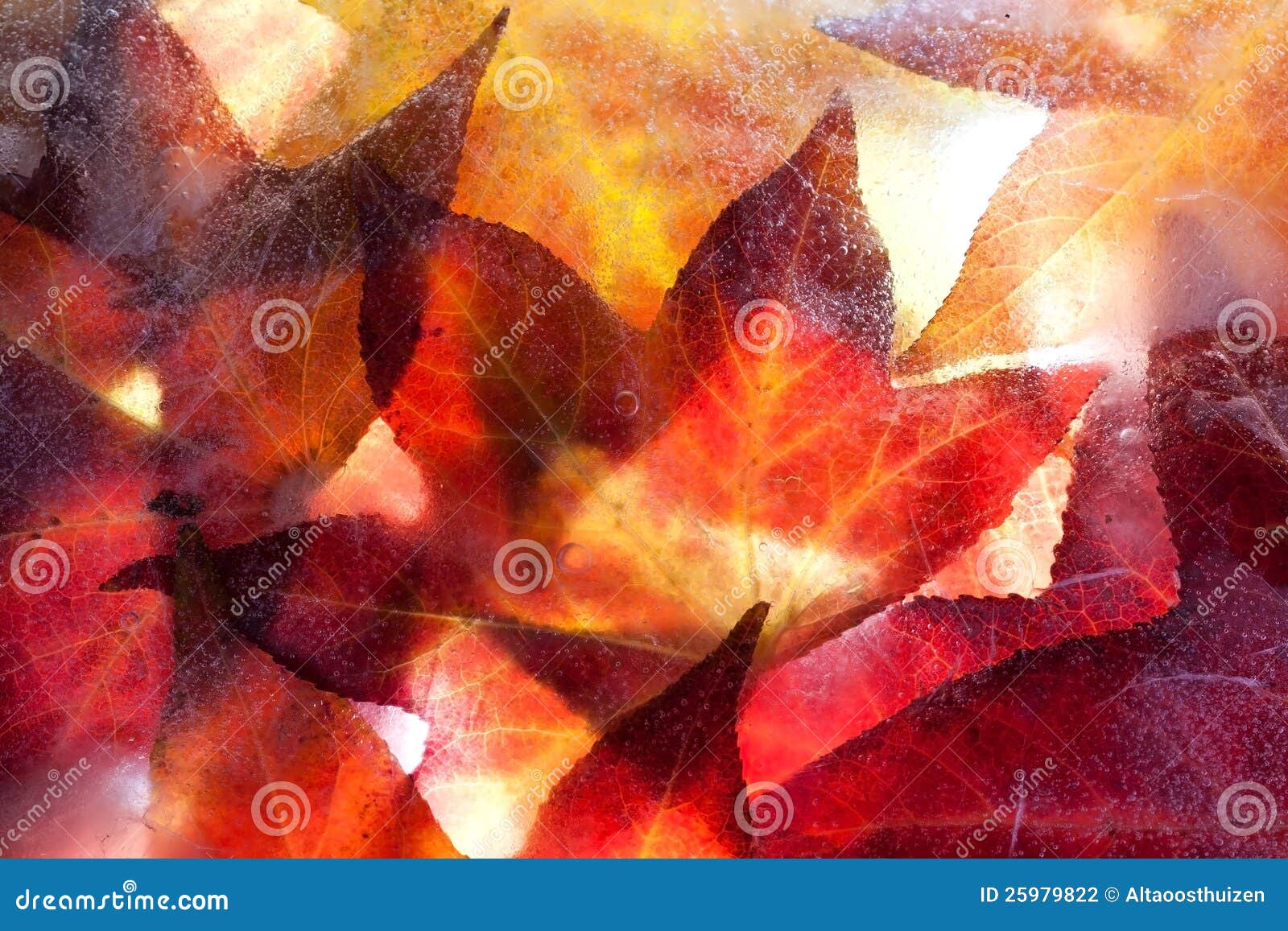 Autumn leaves frozen solid stock photo. Image of autumn - 25979822