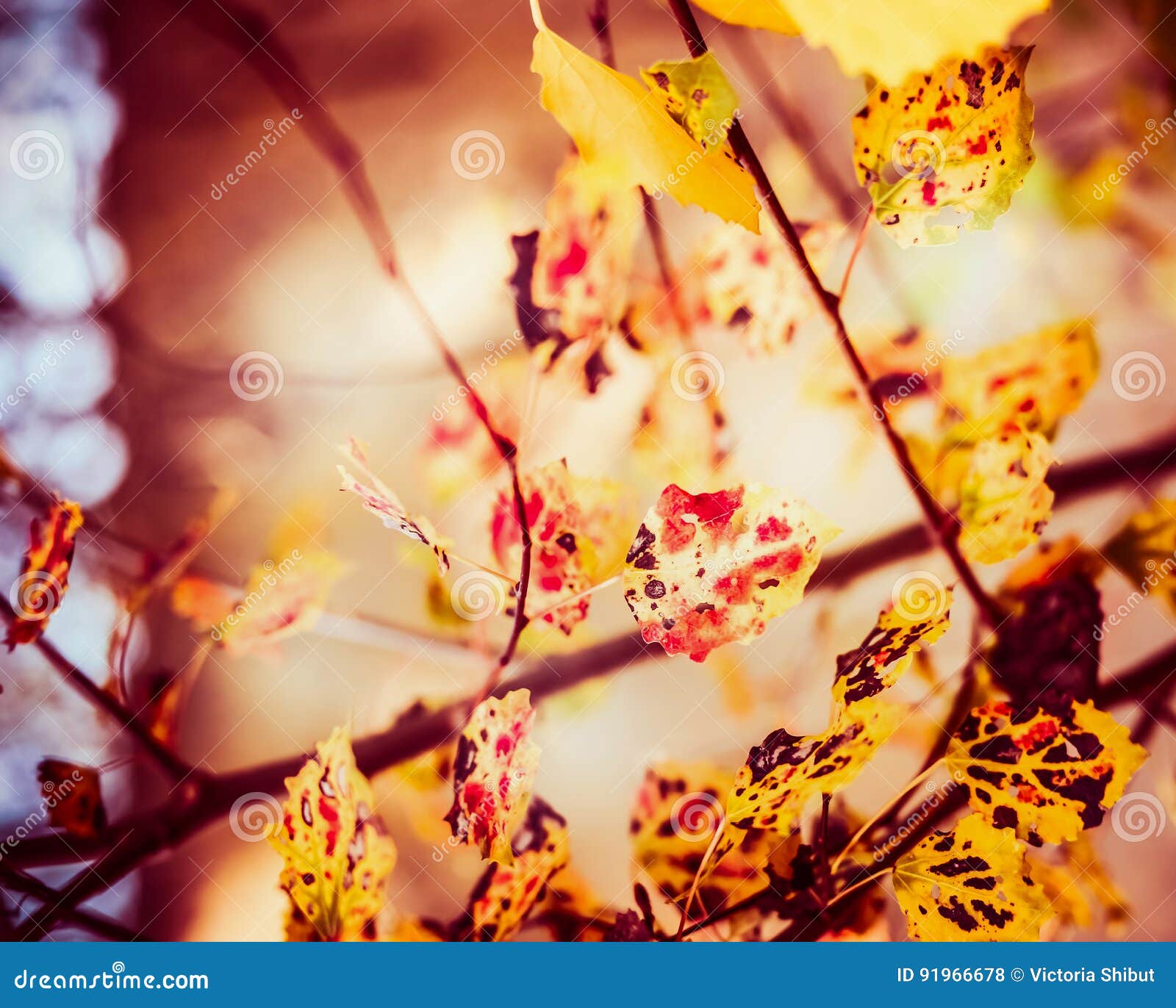 Autumn Leaves in Garden or Park , Fall Nature Stock Photo - Image of ...