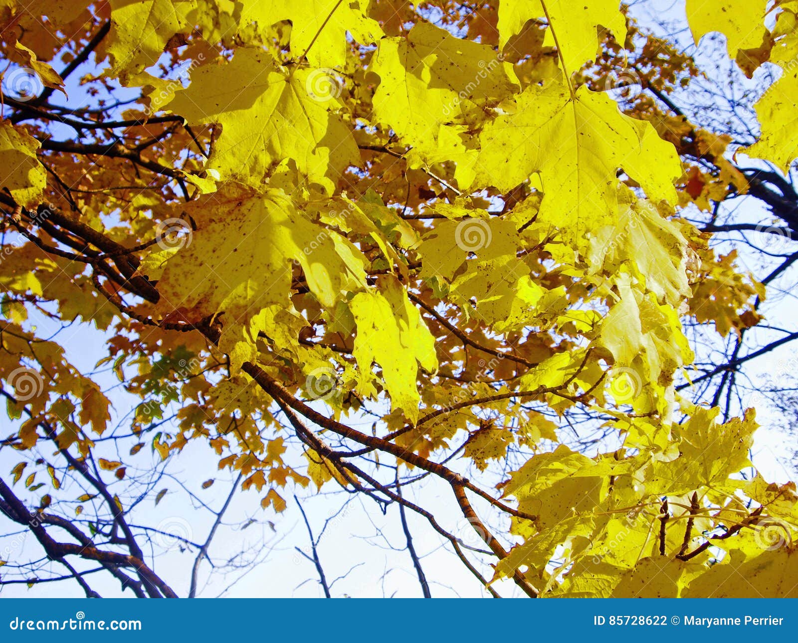 Autumn Leaves Gently Falling Stock Photo - Image of foliage, chilly ...