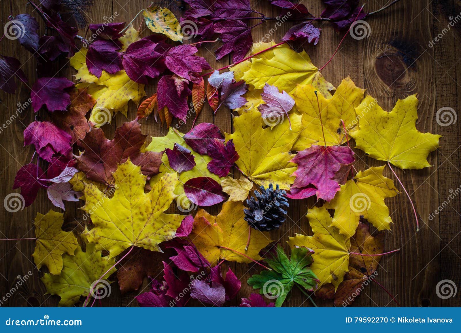 Autumn Leaves, Geranium and Pine Cone Stock Photo - Image of winter ...