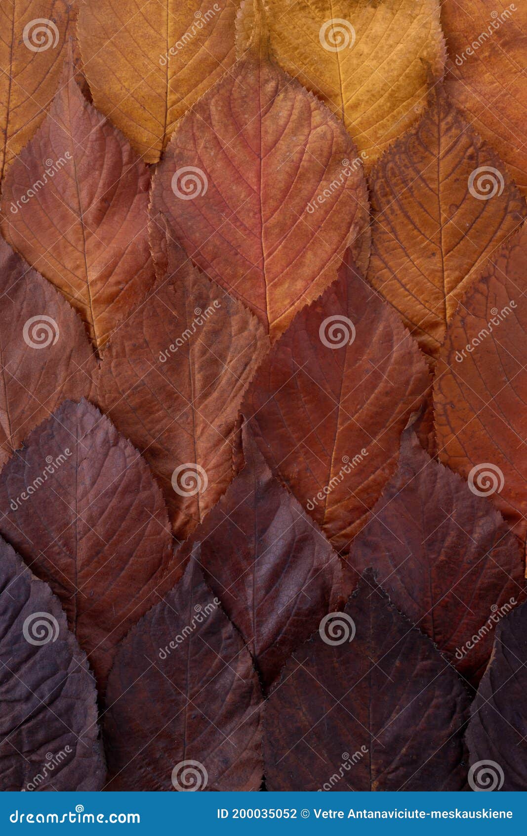 Autumn Leaves Gradient Background. Top View. Stock Photo - Image of ...