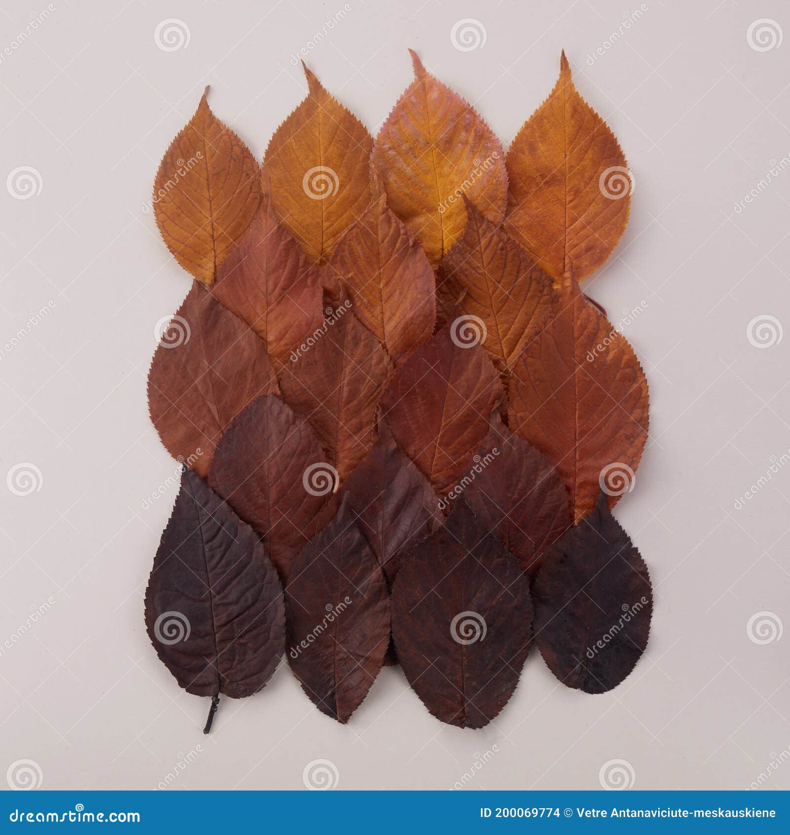 Autumn Leaves Gradient Background. Top View. Stock Photo - Image of ...