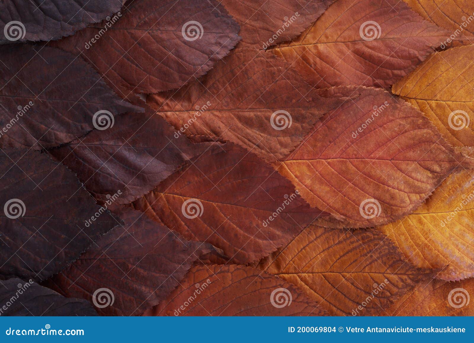Autumn Leaves Gradient Background. Top View. Stock Photo - Image of ...