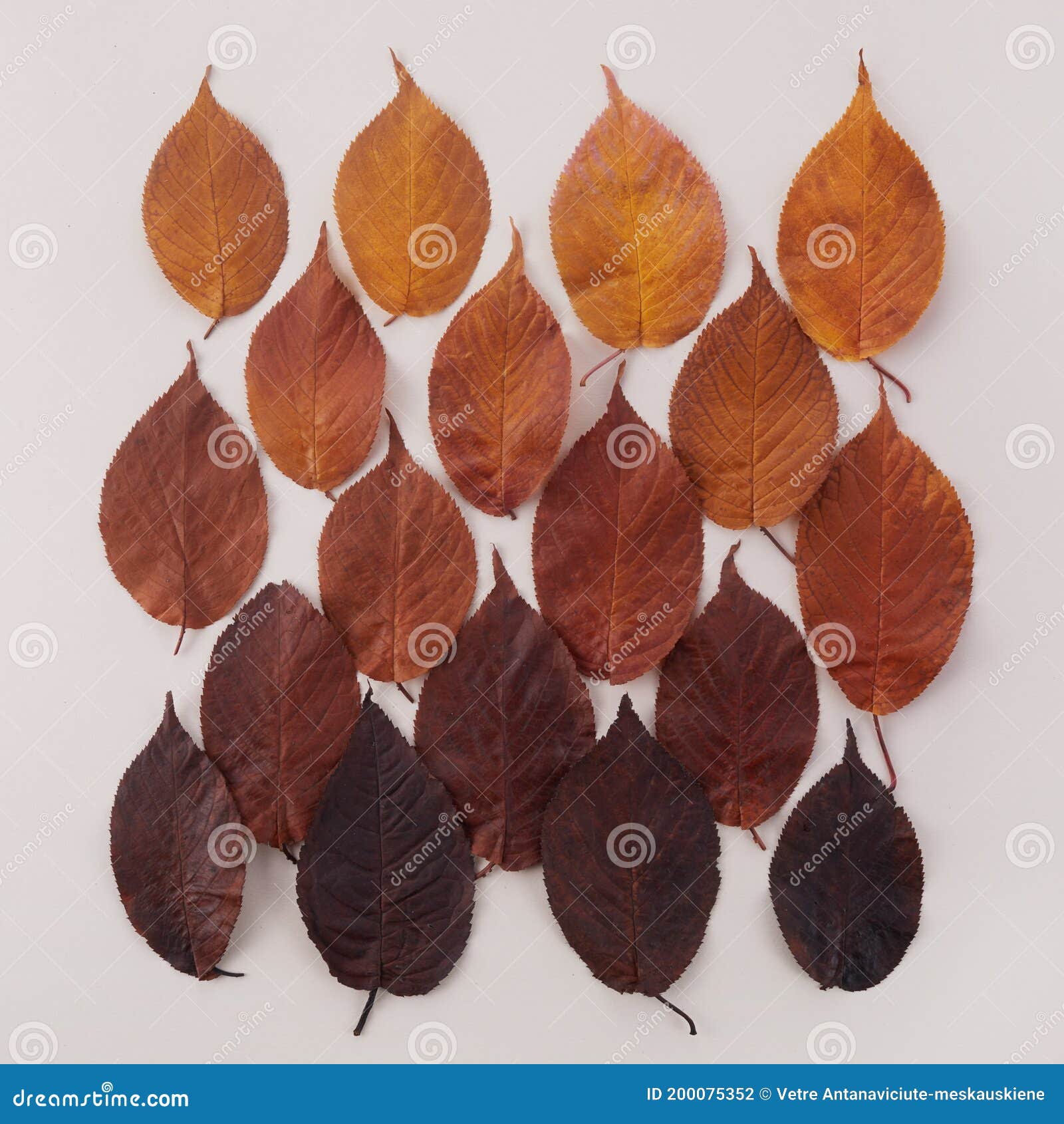 Autumn Leaves Gradient Background. Top View. Stock Photo - Image of ...