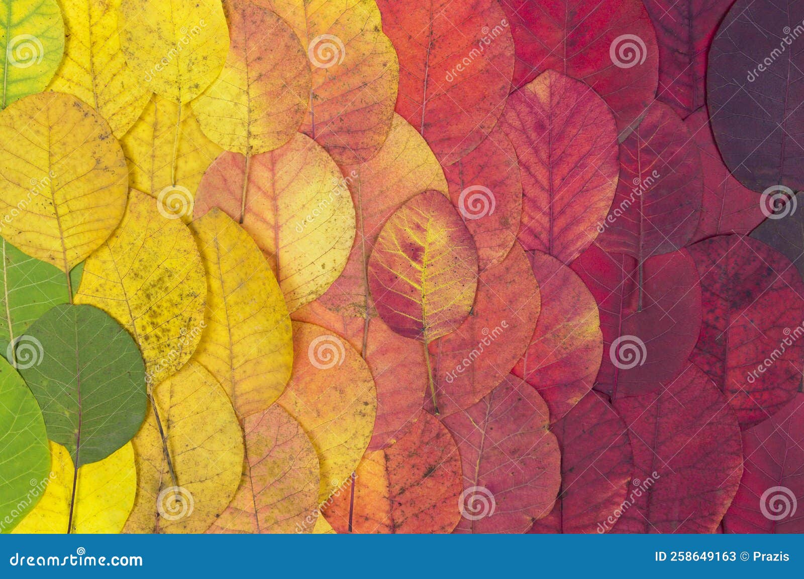 Autumn Leaves - Autumn Gradient in Color. Multicolored Bright Leaves ...
