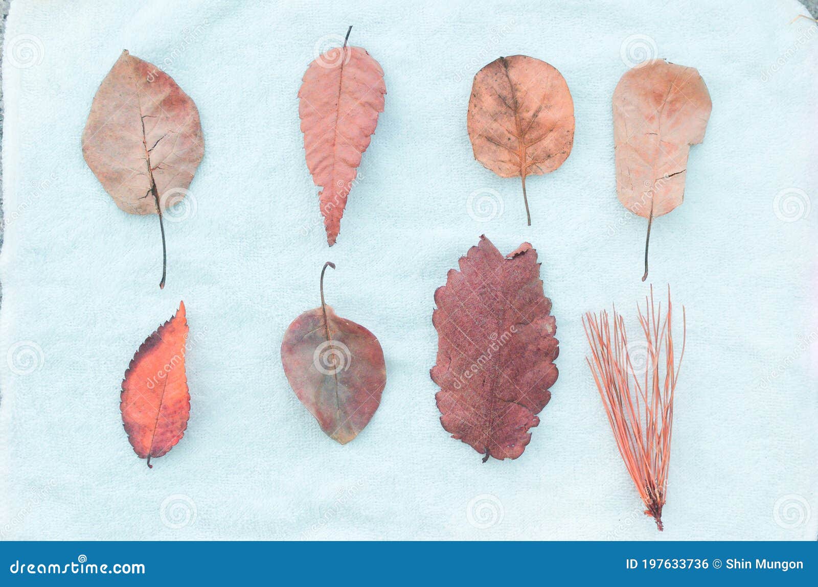 The Autumn Leaves Gradually Turn Red As the Fall Gets Deeper Stock ...