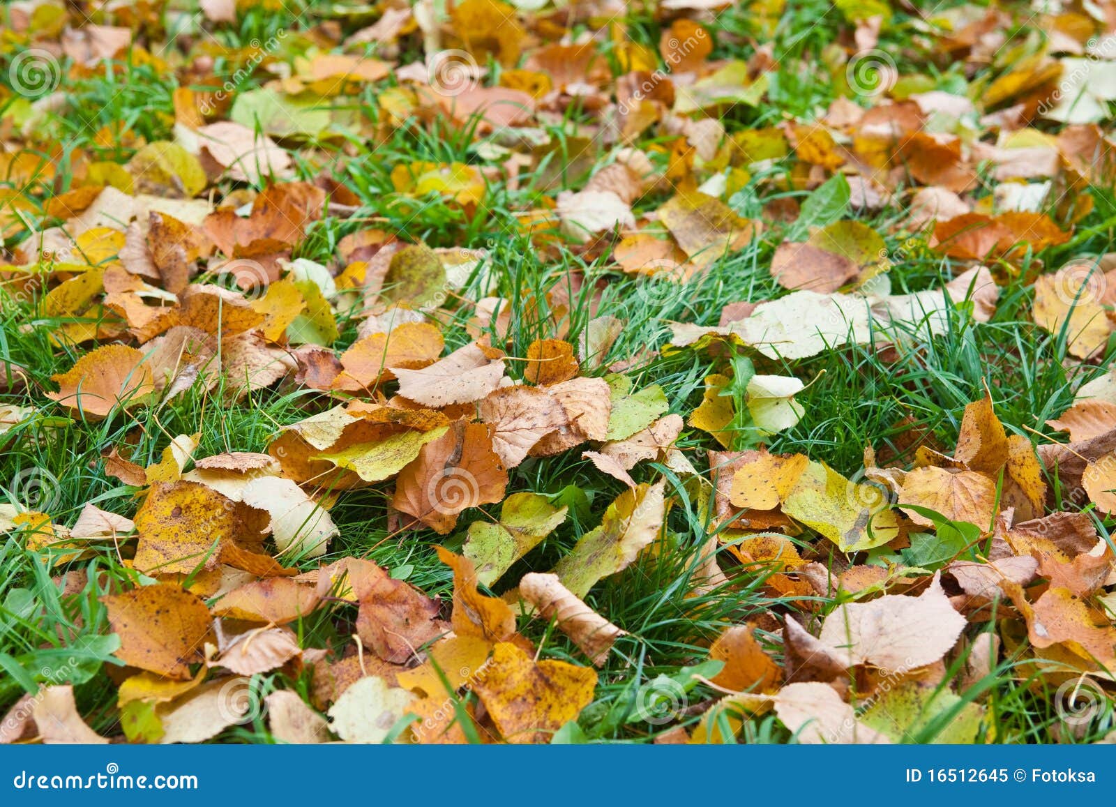 Autumn leaves on a grass stock image. Image of landscape - 16512645