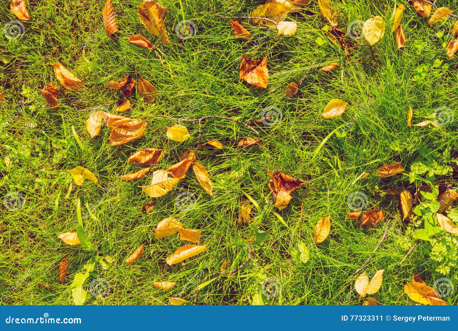 Autumn leaves on grass stock image. Image of autumn, november - 77323311