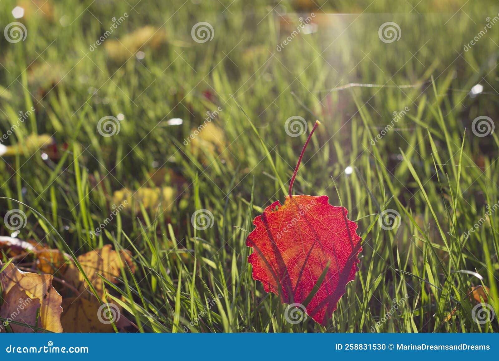 Autumn leaves in the grass stock photo. Image of wild - 258831530
