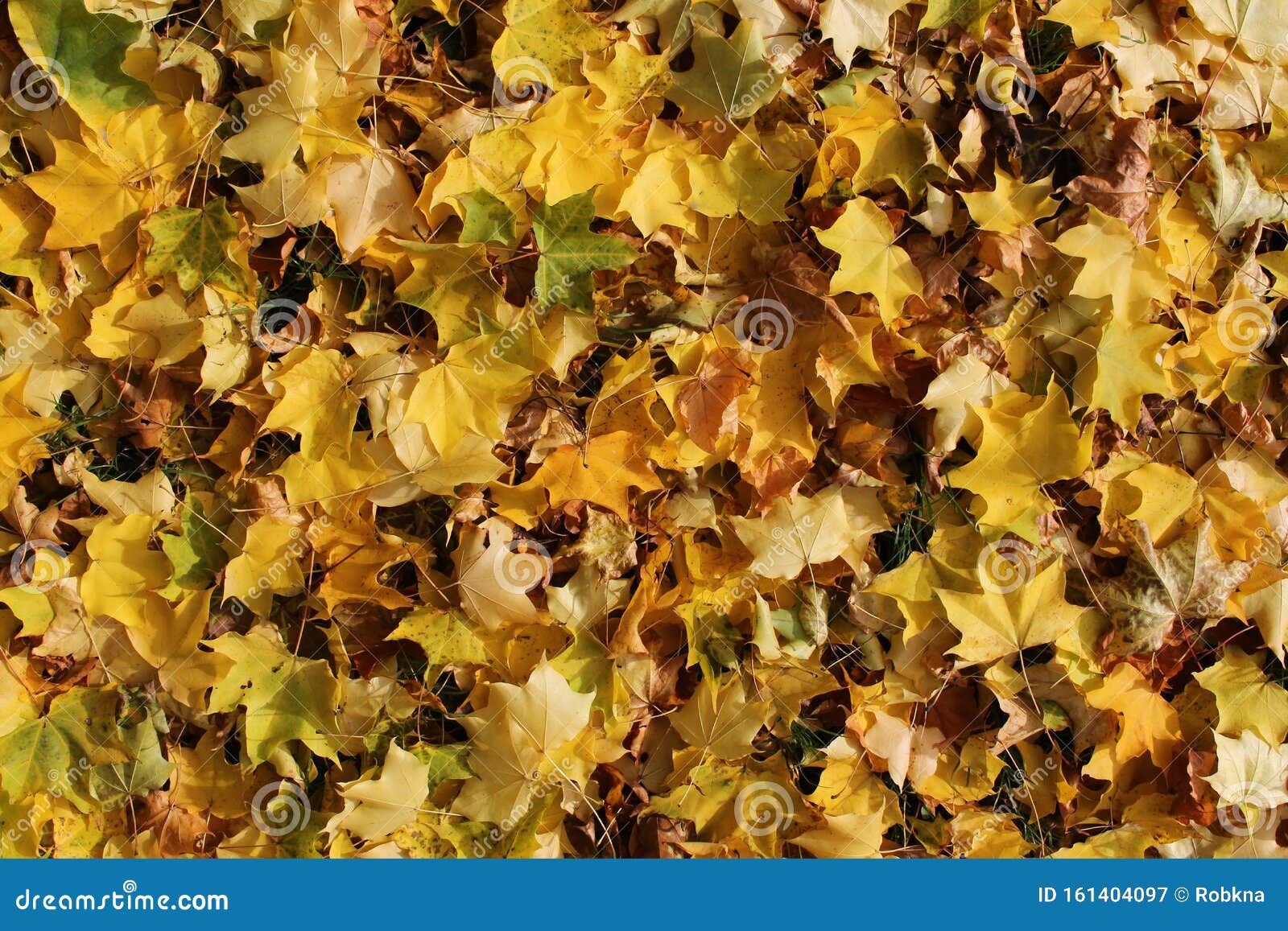 Autumn Leaves in the Grass Texture Stock Image - Image of pattern ...
