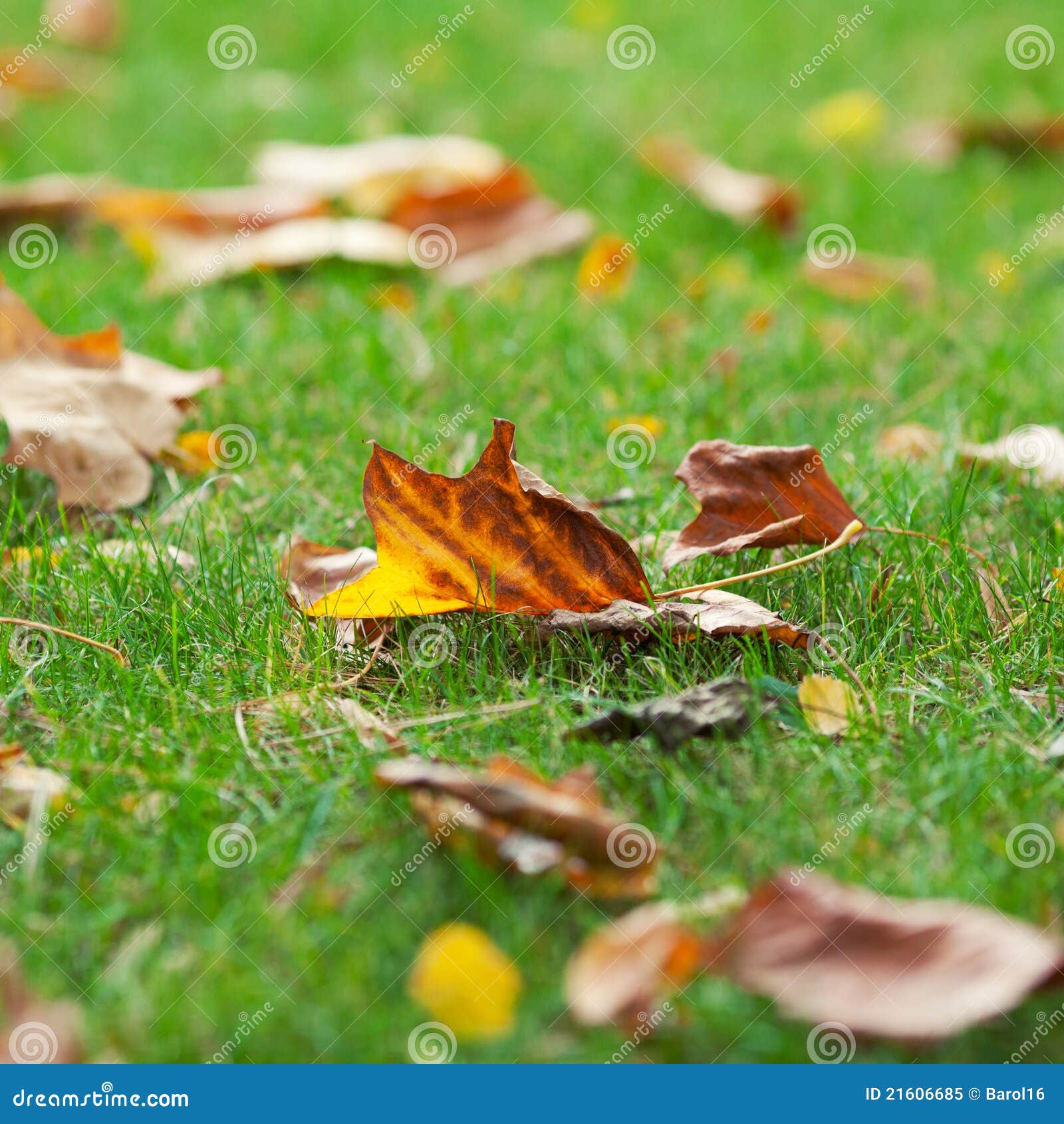 Autumn Leaves on Green Grass Stock Image - Image of leaves, autumn ...