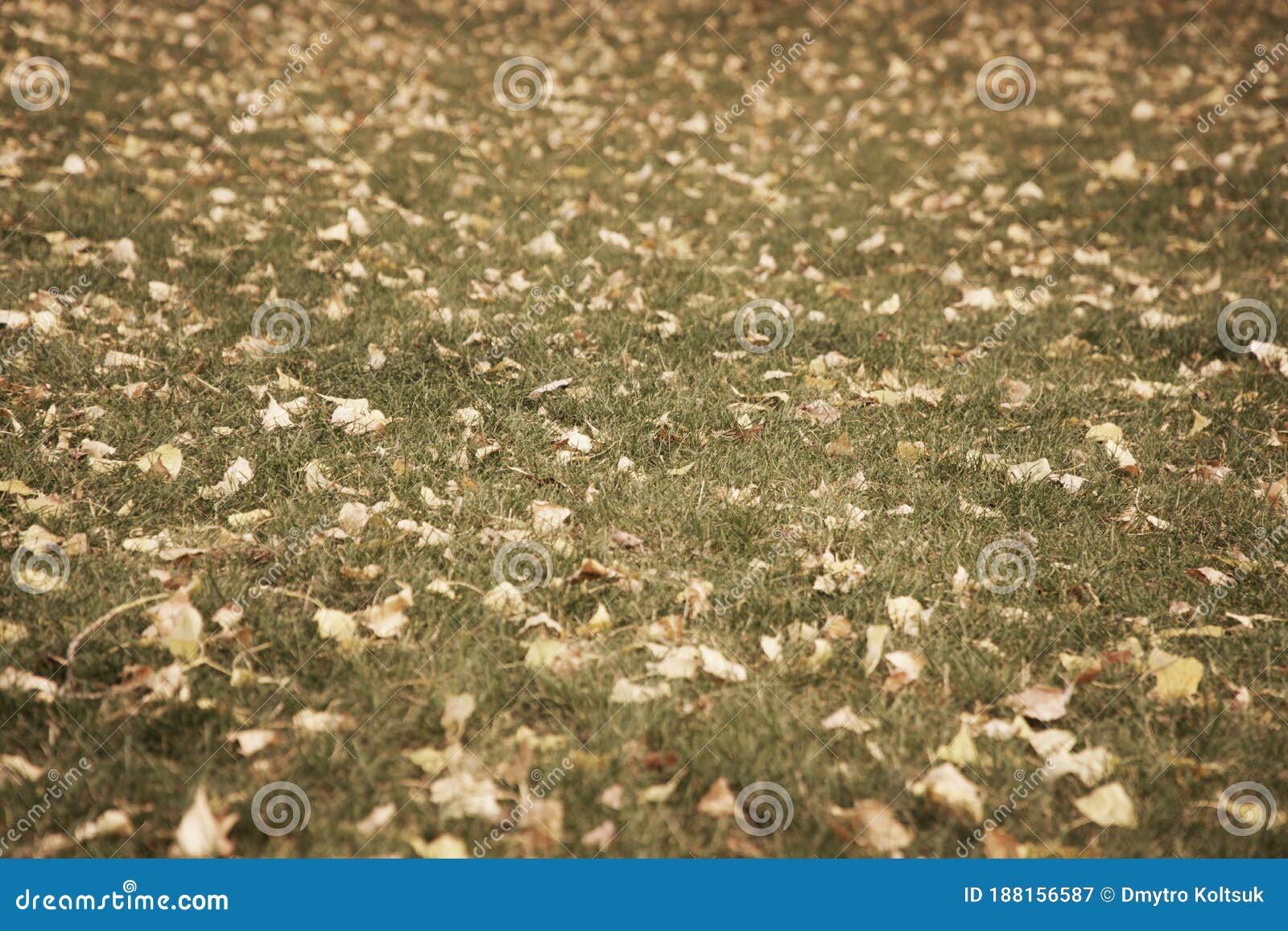 Autumn Leaves on Green Grass, Fall Landscape Stock Image - Image of ...