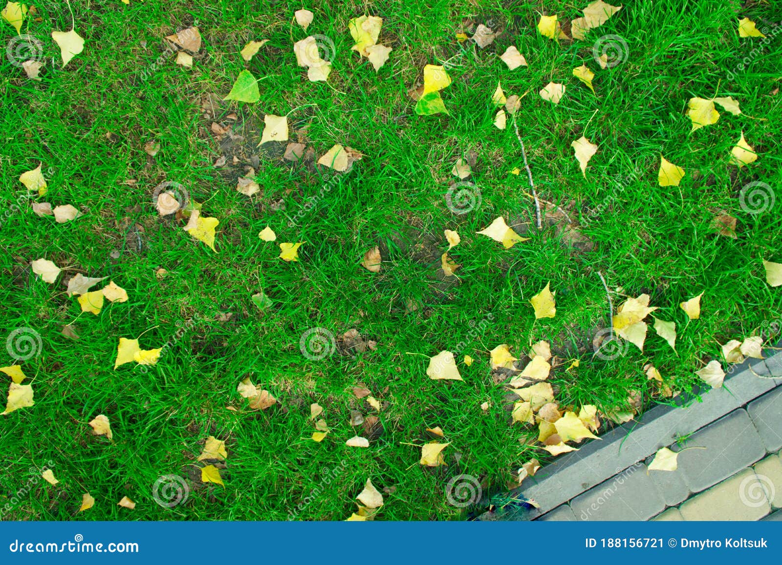 Autumn Leaves on Green Grass, Fall Landscape Stock Image - Image of ...