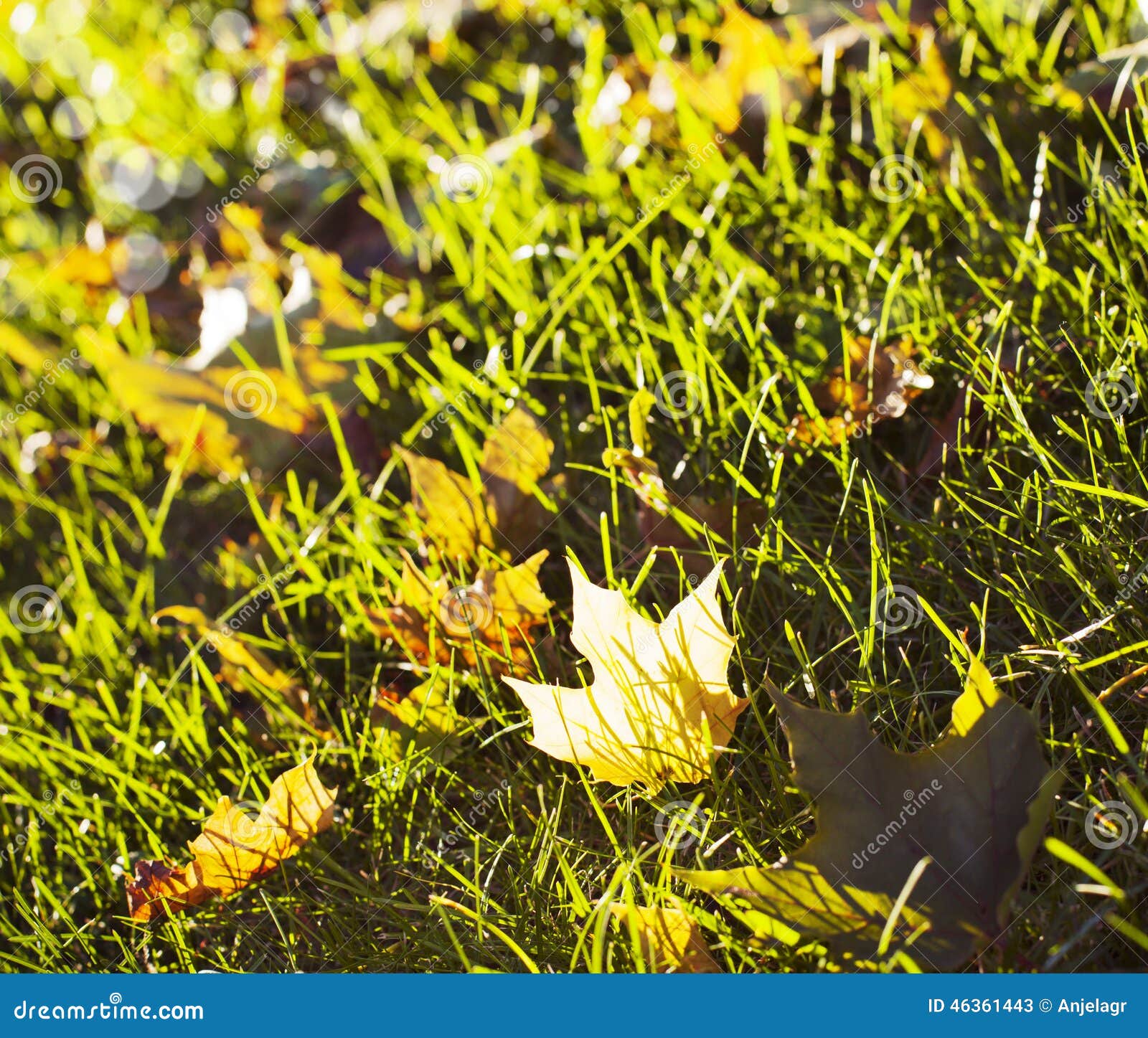 Autumn Leaves on Green Grass. Stock Image - Image of meadow ...