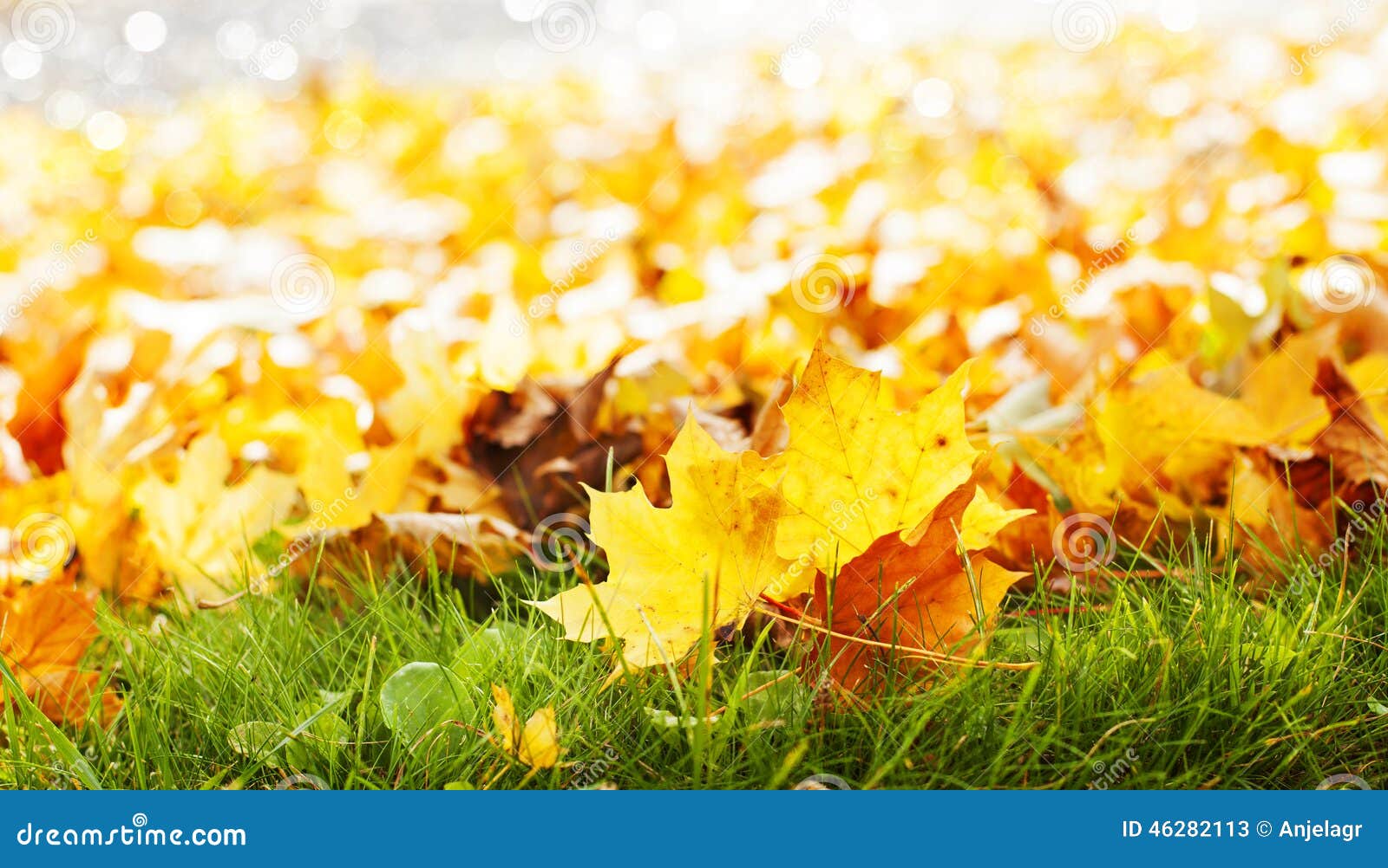 Autumn Leaves on Green Grass Stock Image - Image of leaves, autumn ...