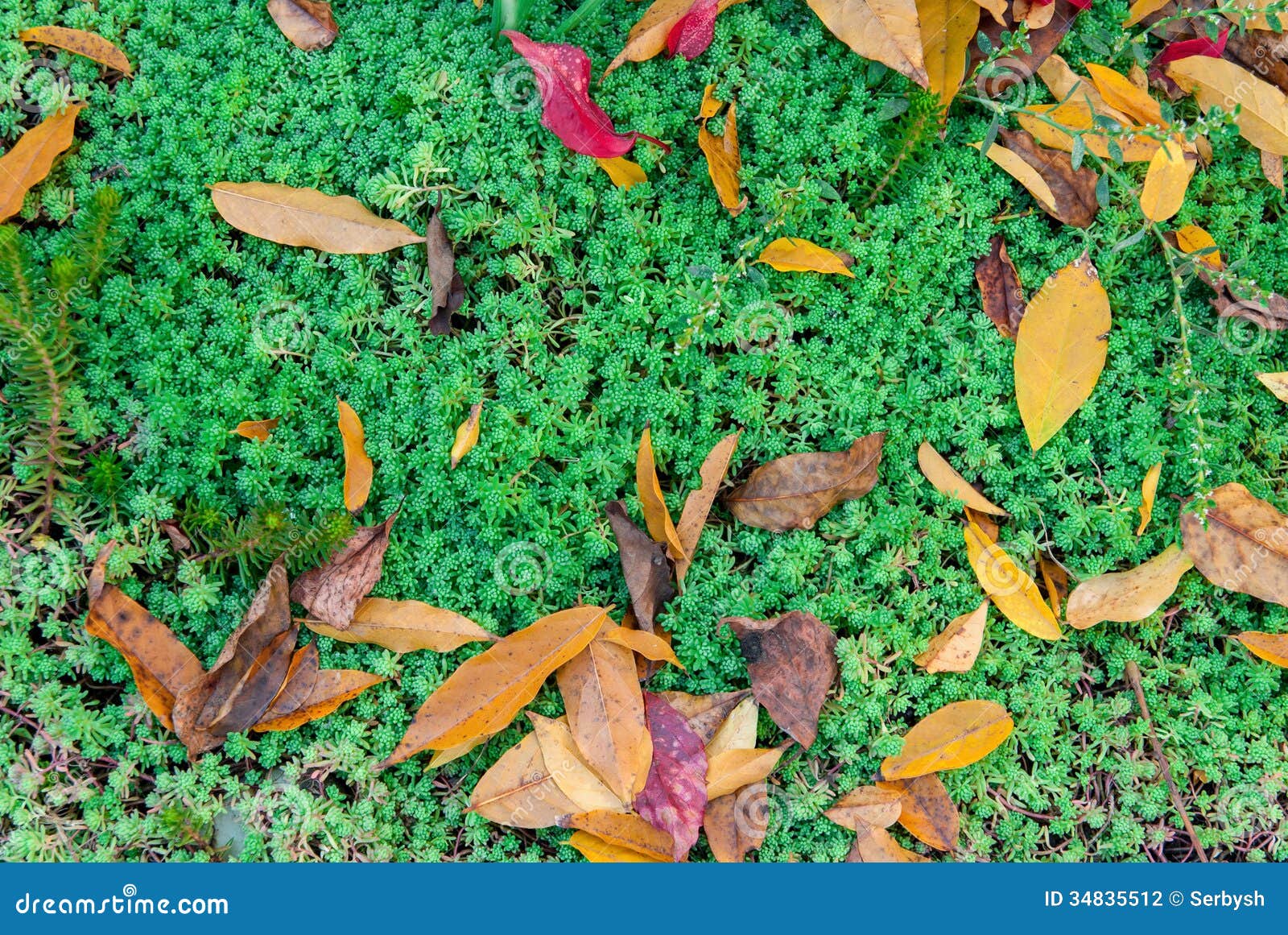 Autumn Leaves on Green Grass Stock Photo - Image of backdrop ...