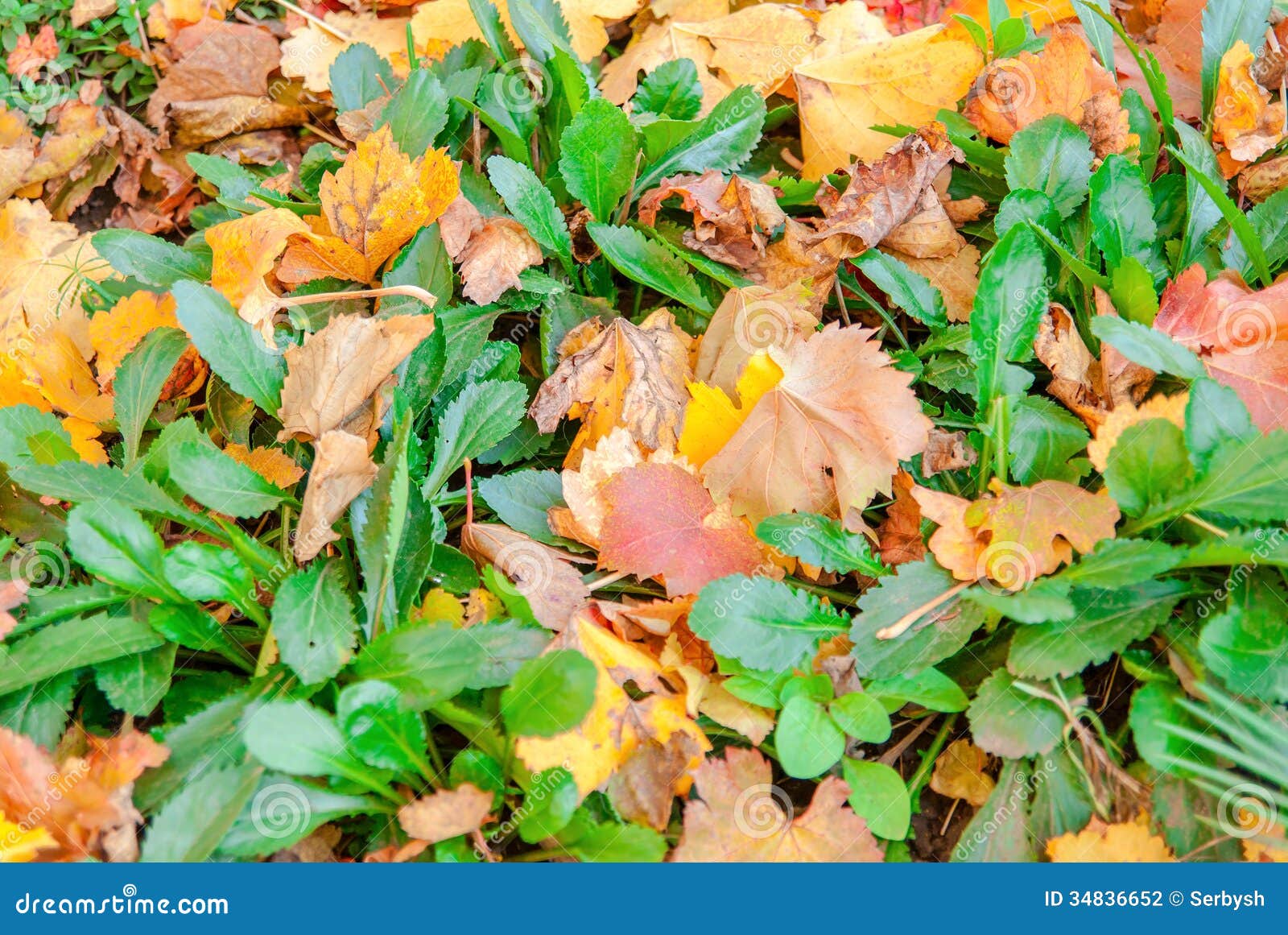Autumn Leaves on Green Grass Stock Photo - Image of shabby, leaves ...