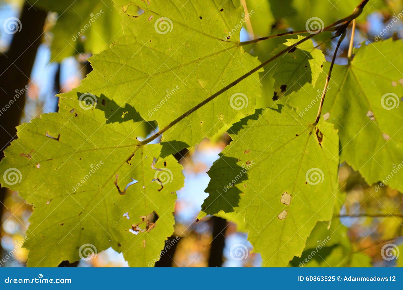 Autumn leaves stock image. Image of stem, green, maple - 60863525