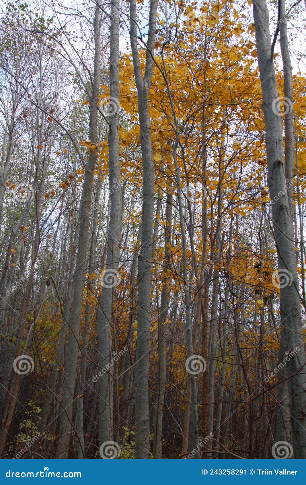 Autumn leaves stock image. Image of sunlight, tree, plant - 243258291