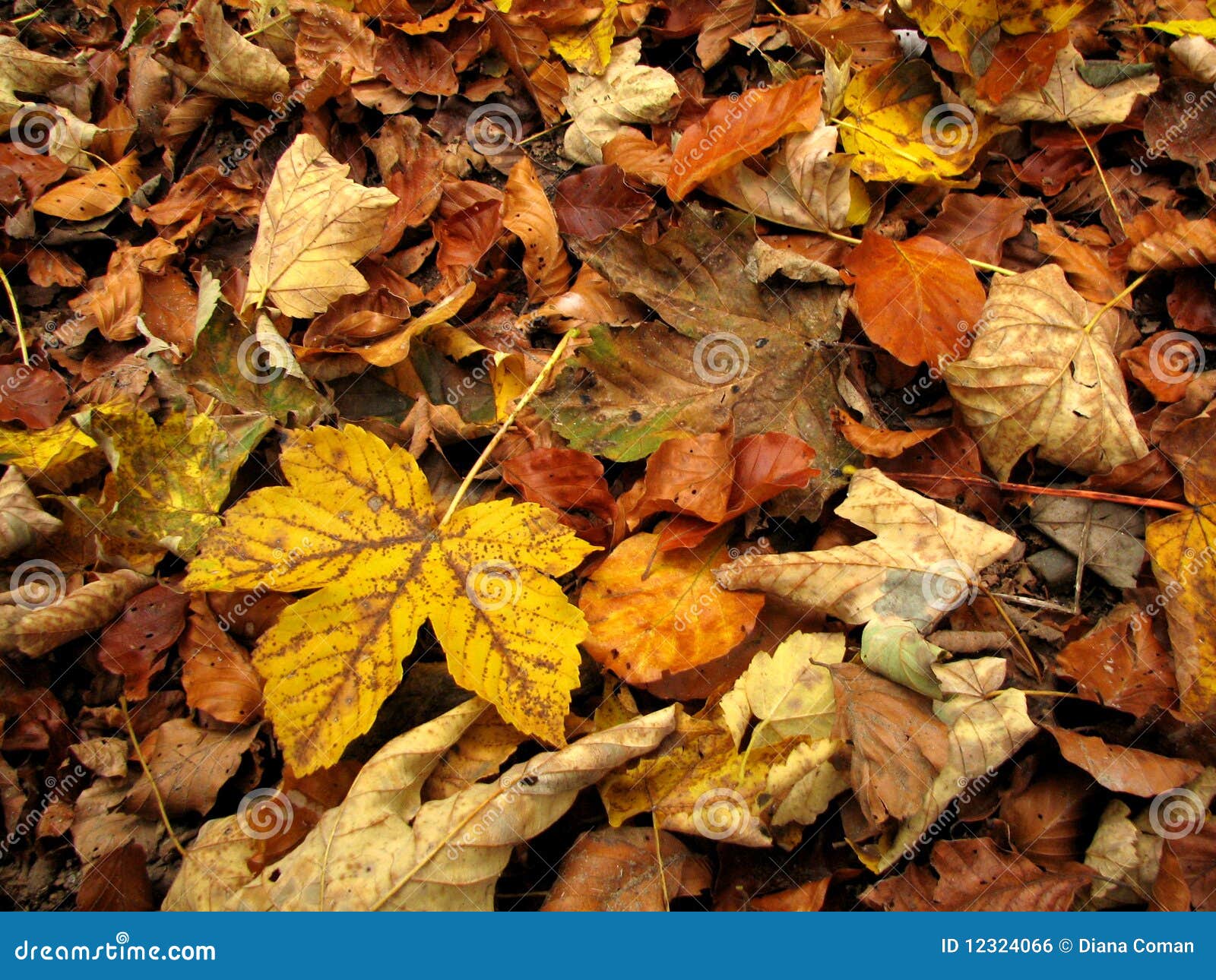 Autumn Leaves on the Ground Stock Photo - Image of green, postcard ...