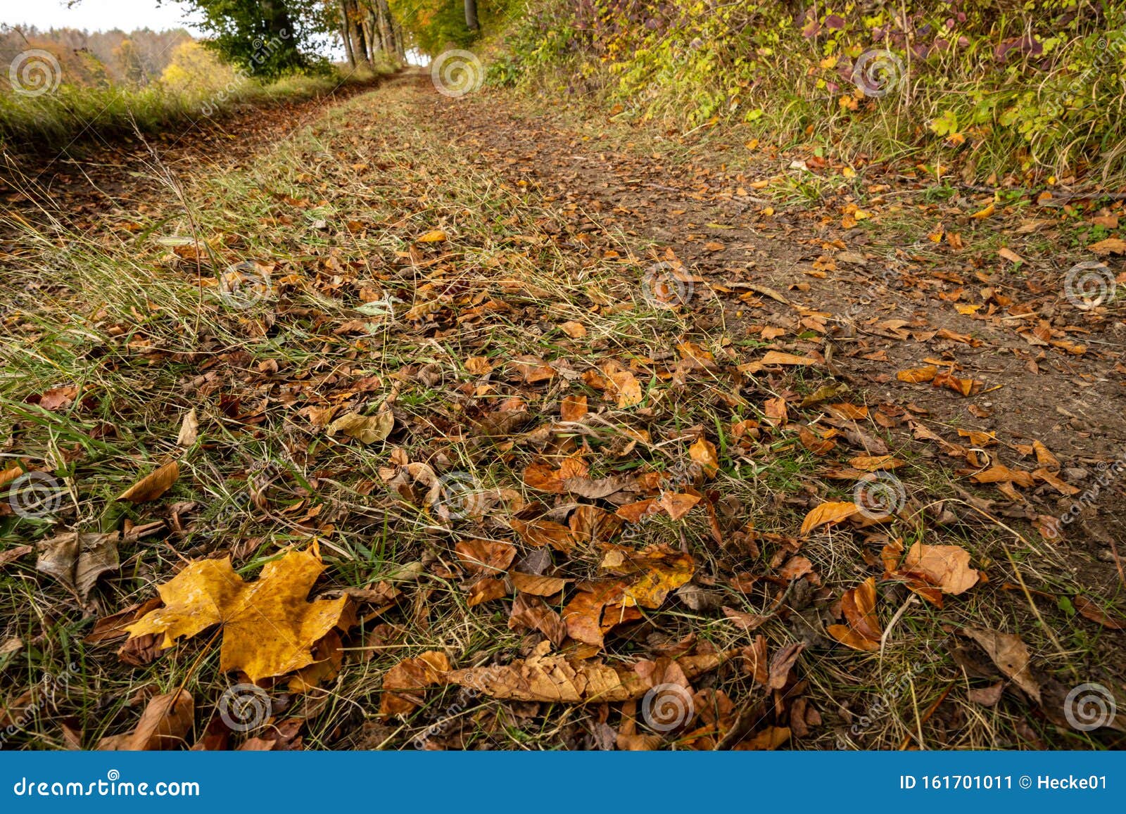 Autumn Leaves on the Ground Stock Image - Image of park, outdoor: 161701011