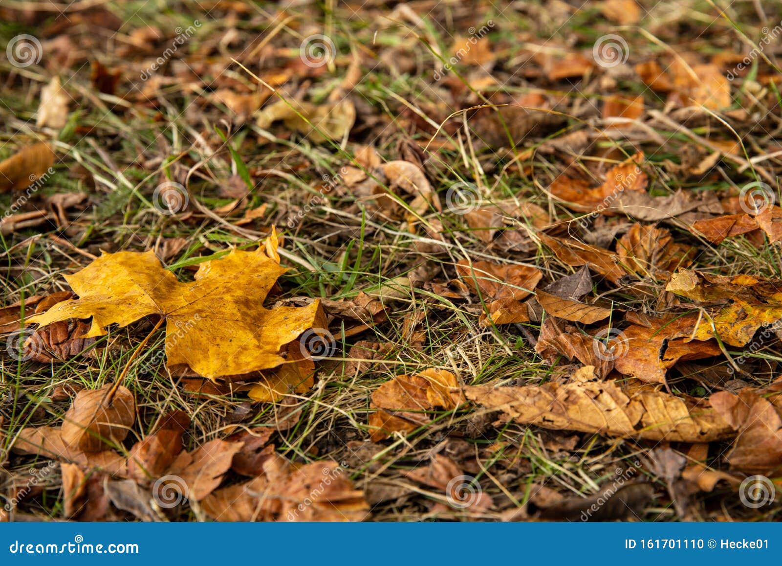 Autumn Leaves on the Ground Stock Photo - Image of green, season: 161701110