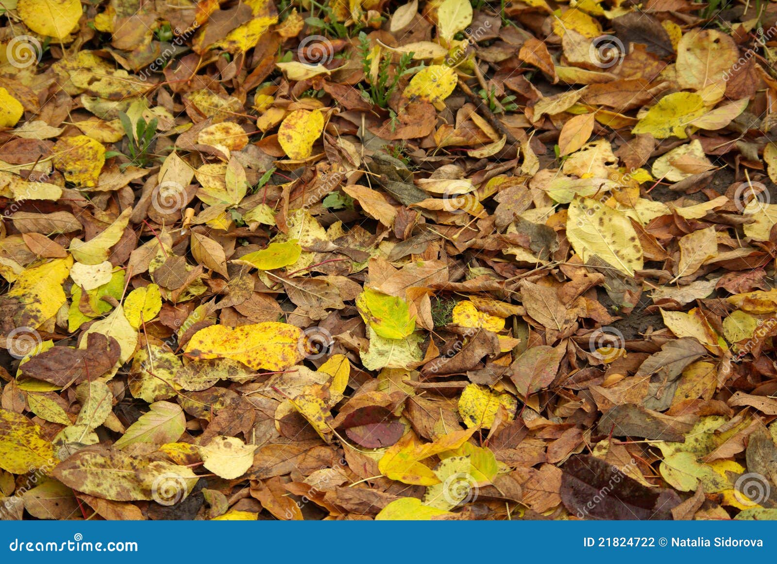 Autumn Leaves on the Ground Stock Photo - Image of fall, maple: 21824722