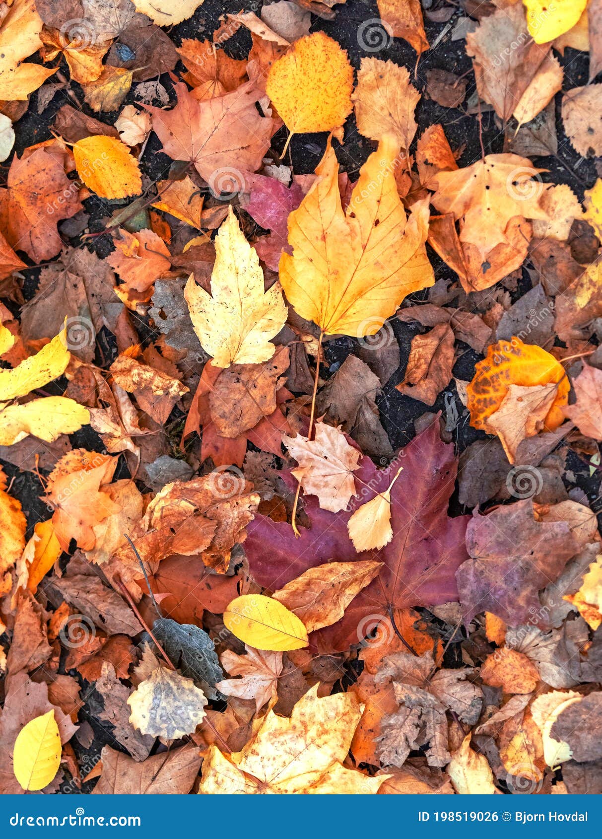 Autumn leaves on ground stock photo. Image of natural - 198519026