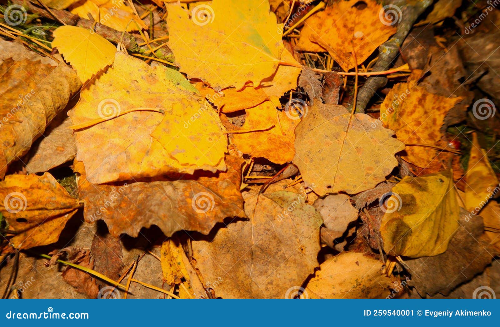 Autumn Leaves on the Ground Close Up Stock Image - Image of geology ...