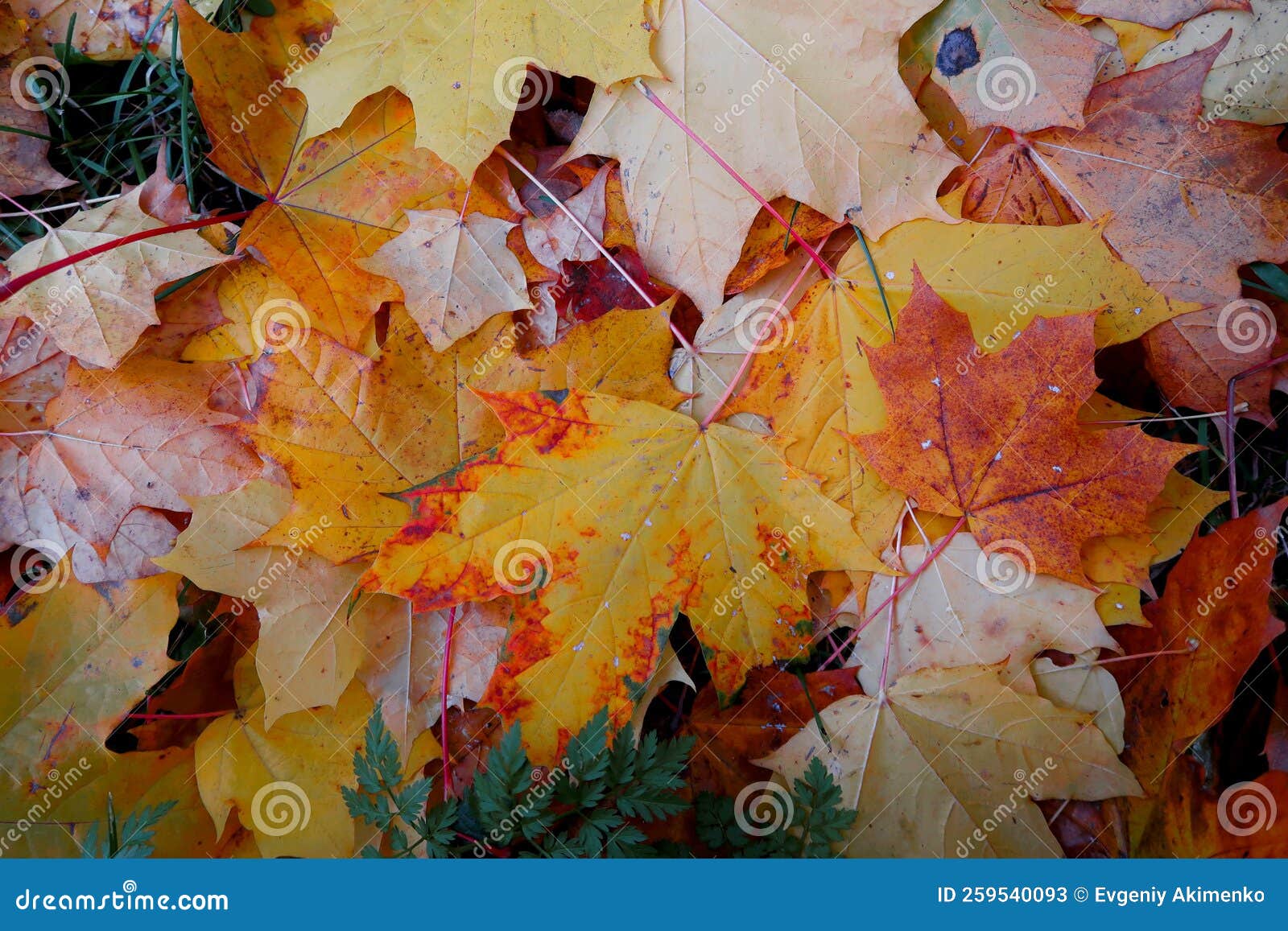 Autumn Leaves on the Ground Close Up Stock Image - Image of autumn ...