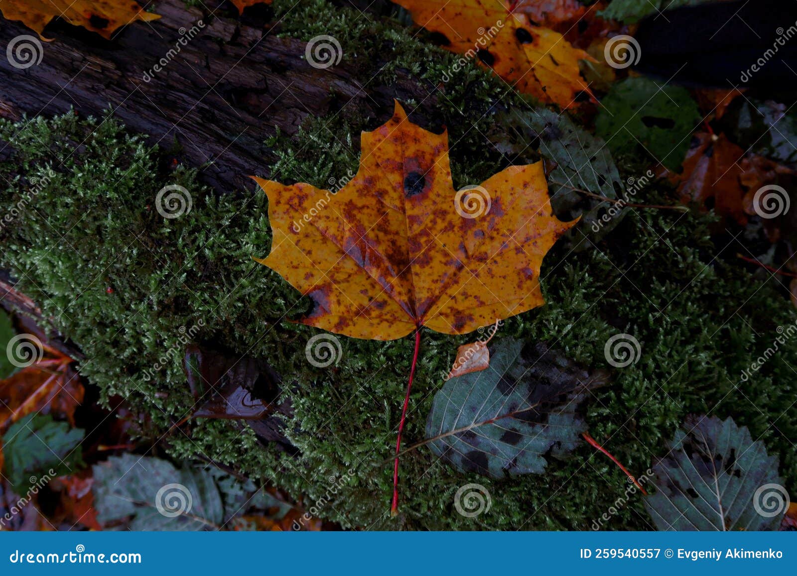 Autumn Leaves on the Ground Close Up Stock Image - Image of sunlight ...