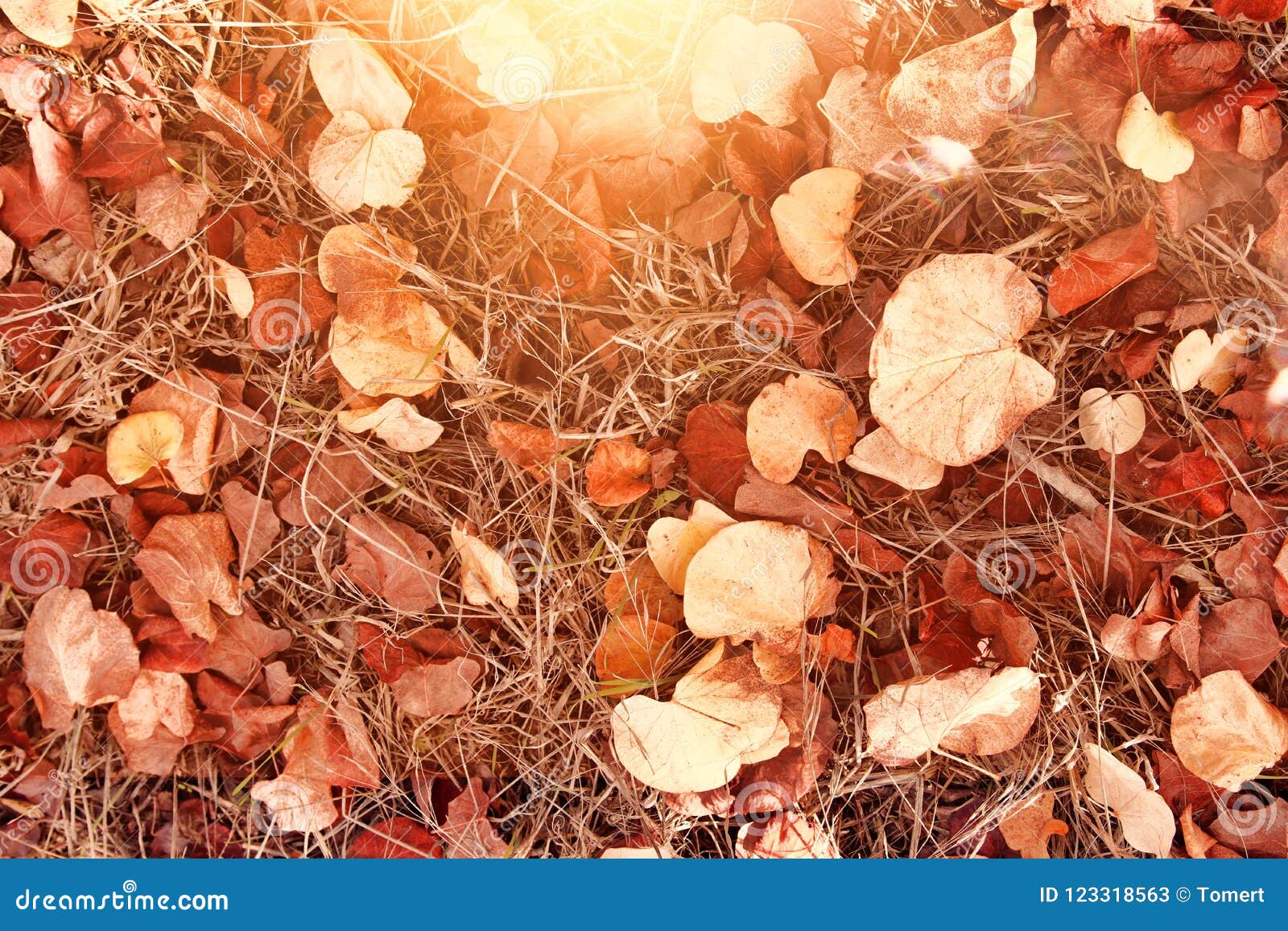 Autumn Leaves on the Ground. Fall Wallpaper. Toned Image. Stock Image ...