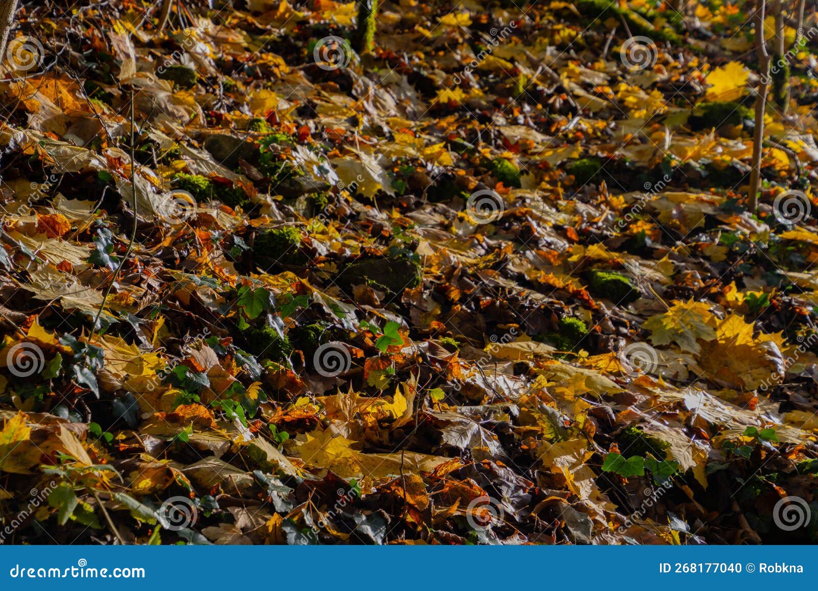 Autumn Leaves on the Ground Illuminated by the Sunlight for Autumn ...