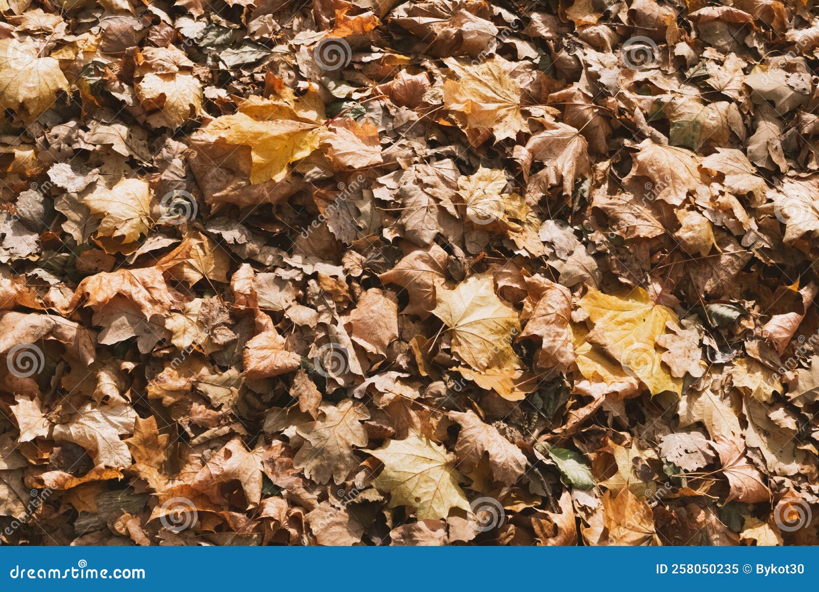 Fallen Yellow Leaves on the Ground. Autumn Background Stock Image ...