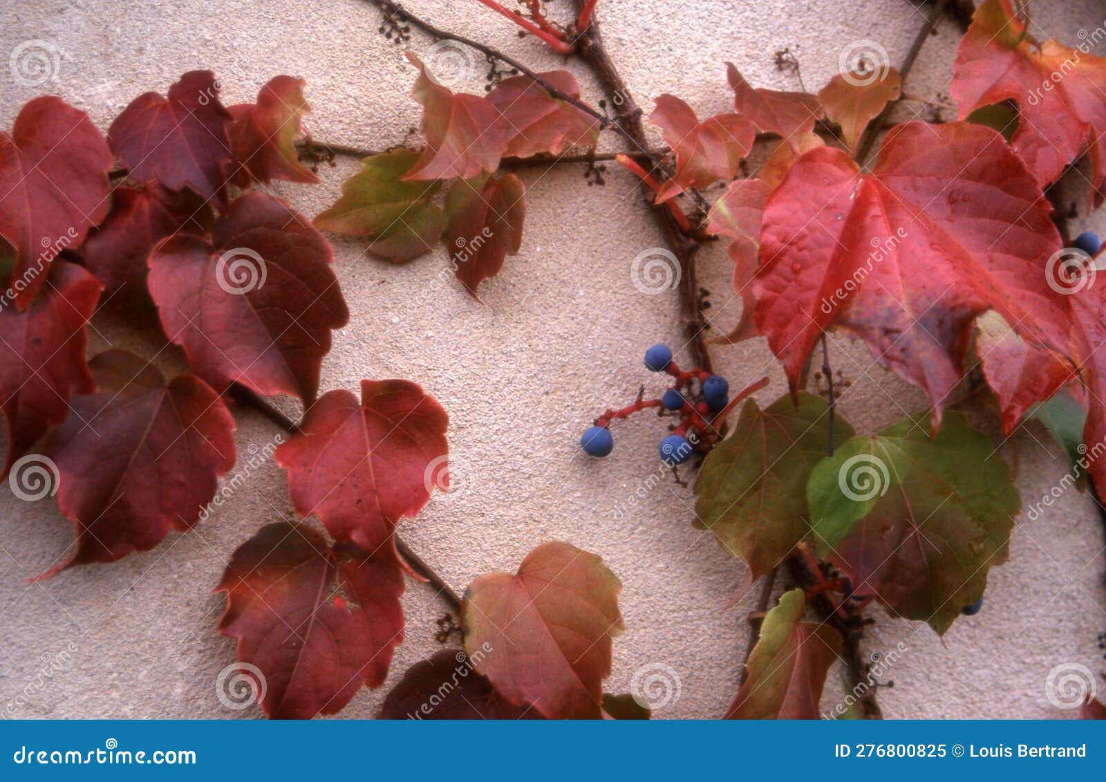Leaves automn stock image. Image of frame, brown, seasonal - 276800825